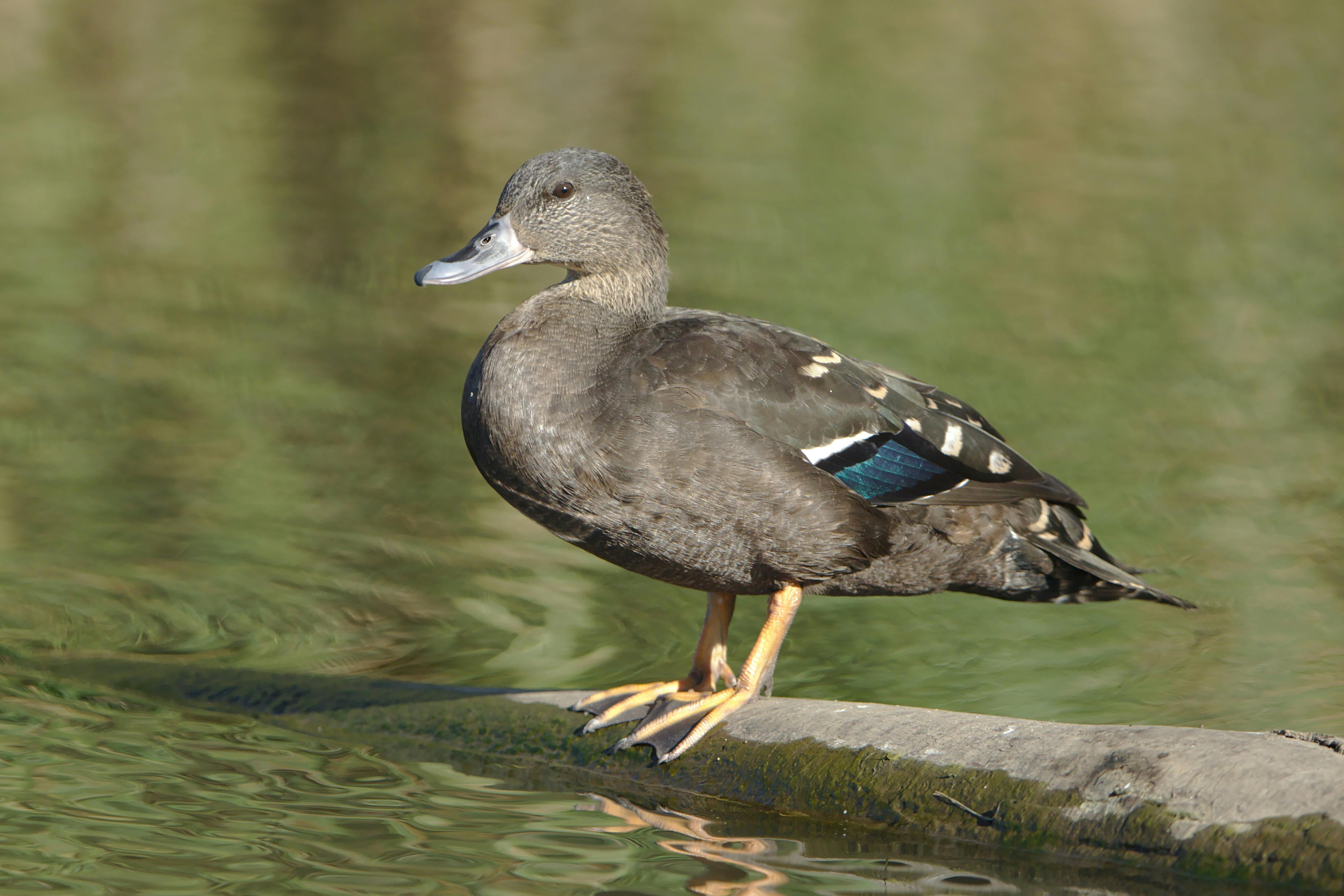 African Black Duck Photos, Download The BEST Free African Black Duck ...