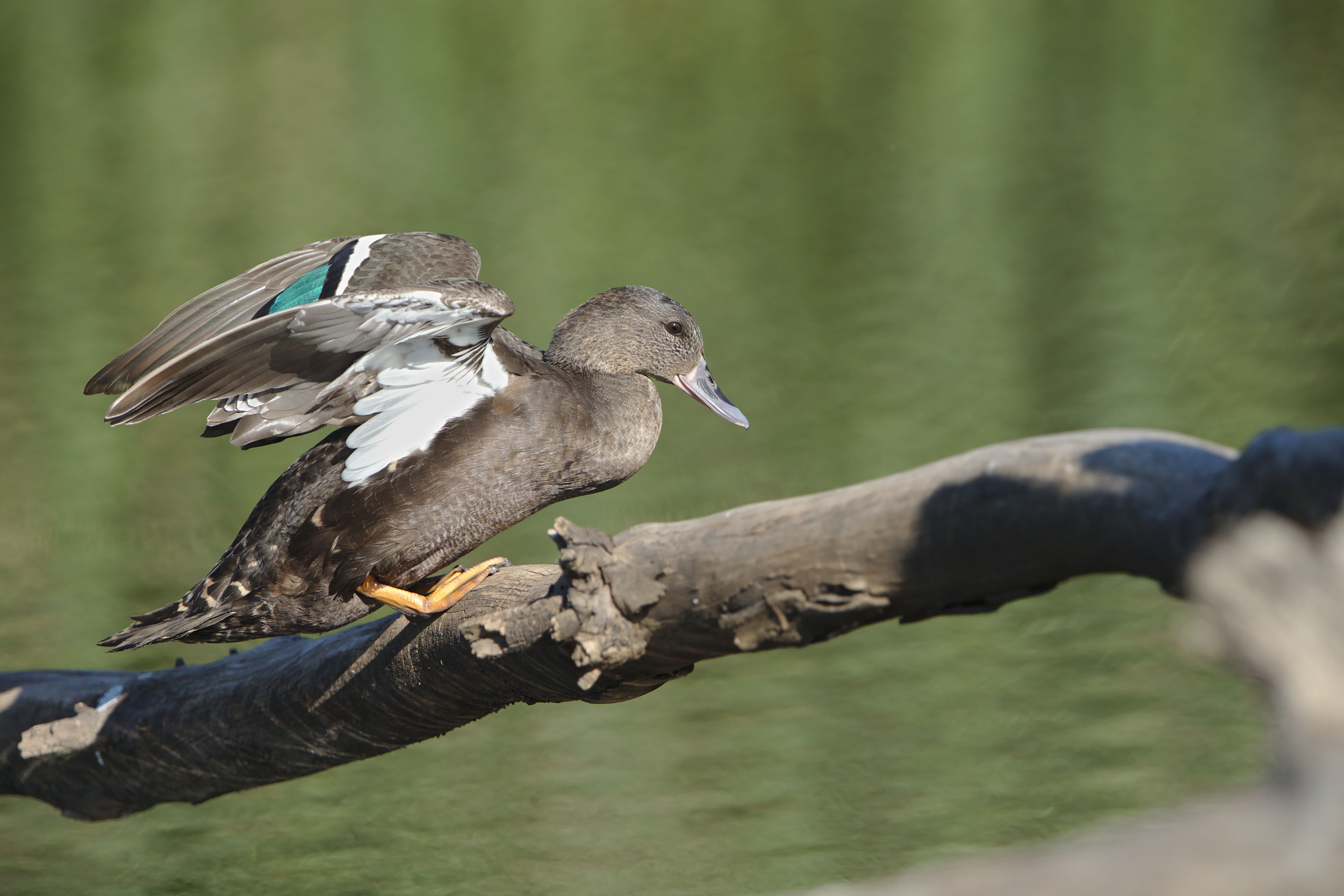 African Black Duck on a Log by Riverside · Free Stock Photo