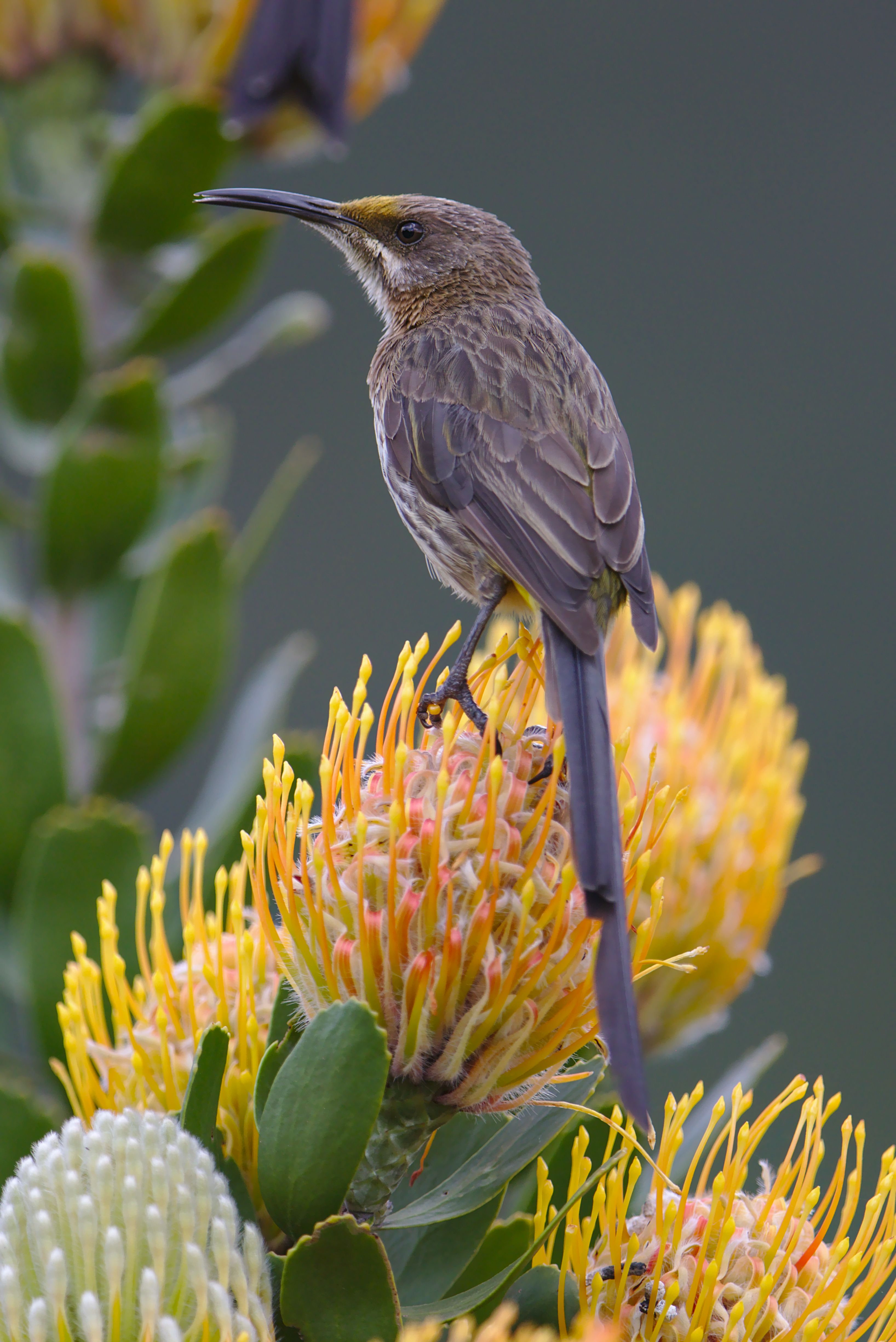 Cape Sugarbird on Protea Flower in Kirstenbosch · Free Stock Photo