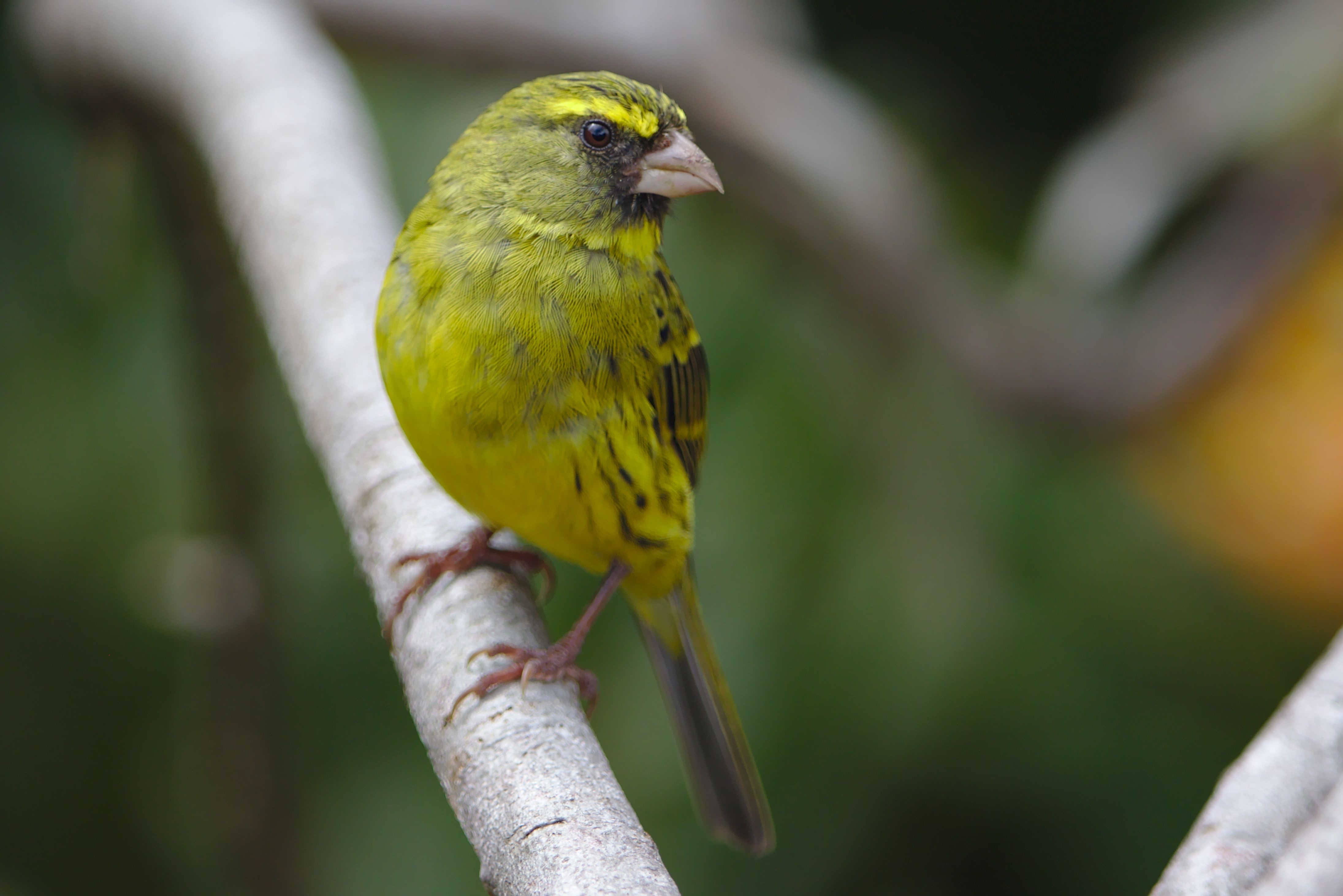 Forest Canary Perched on Branch in South Africa · Free Stock Photo