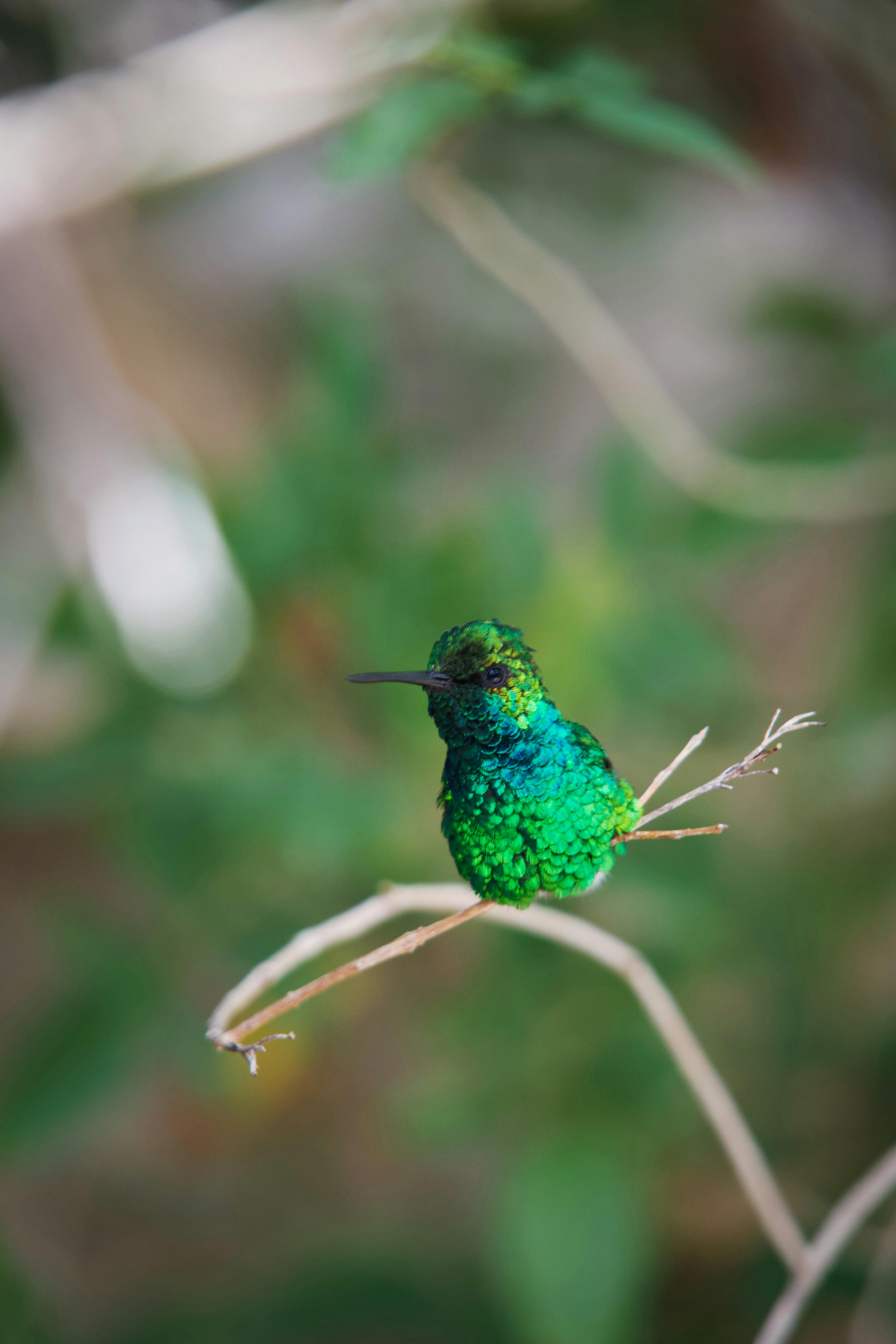 50.000+ melhores imagens de Bope+wallpaper · Download 100% grátis ...