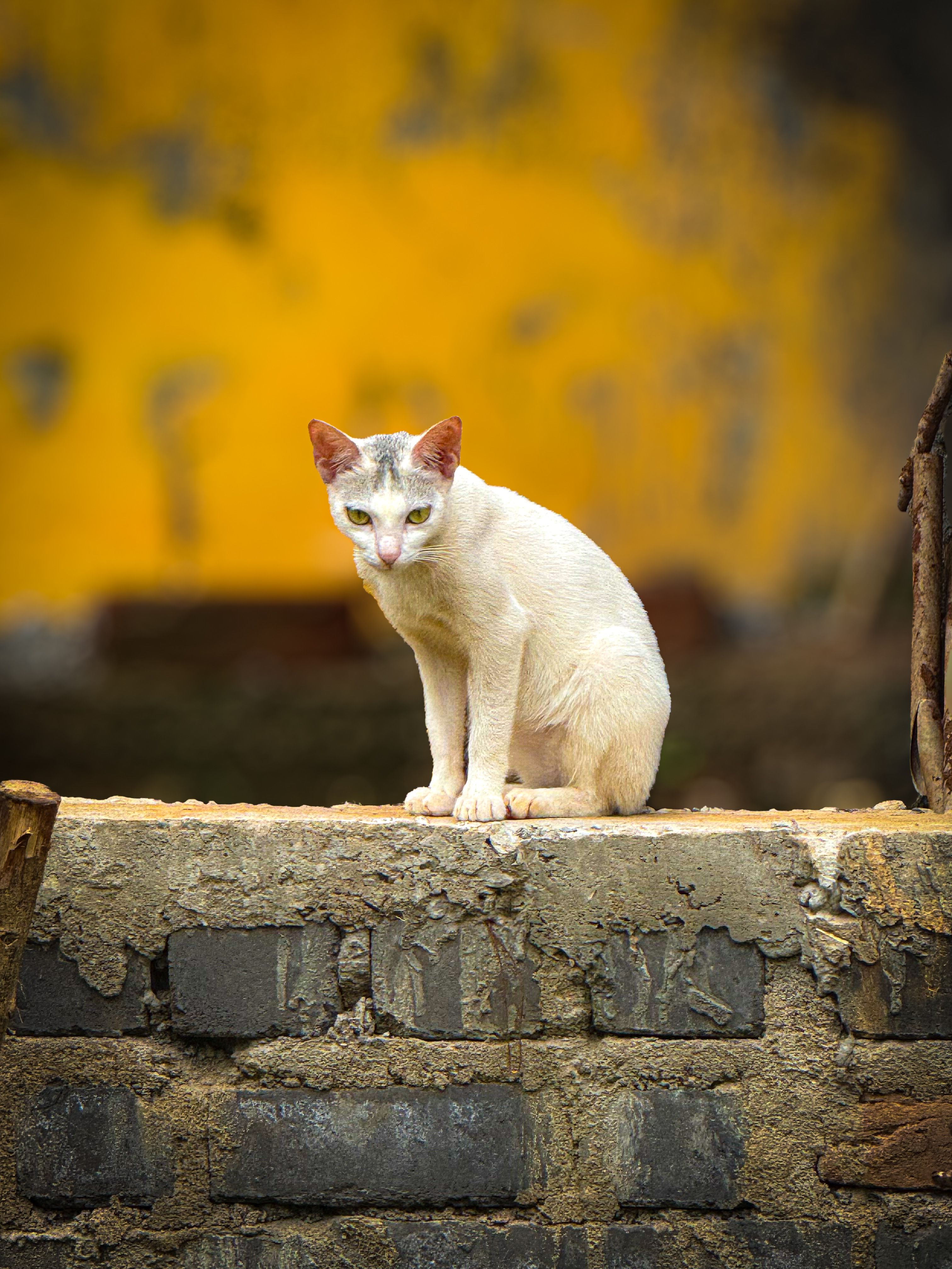 White Cat Sitting on Brick Wall Outdoors · Free Stock Photo