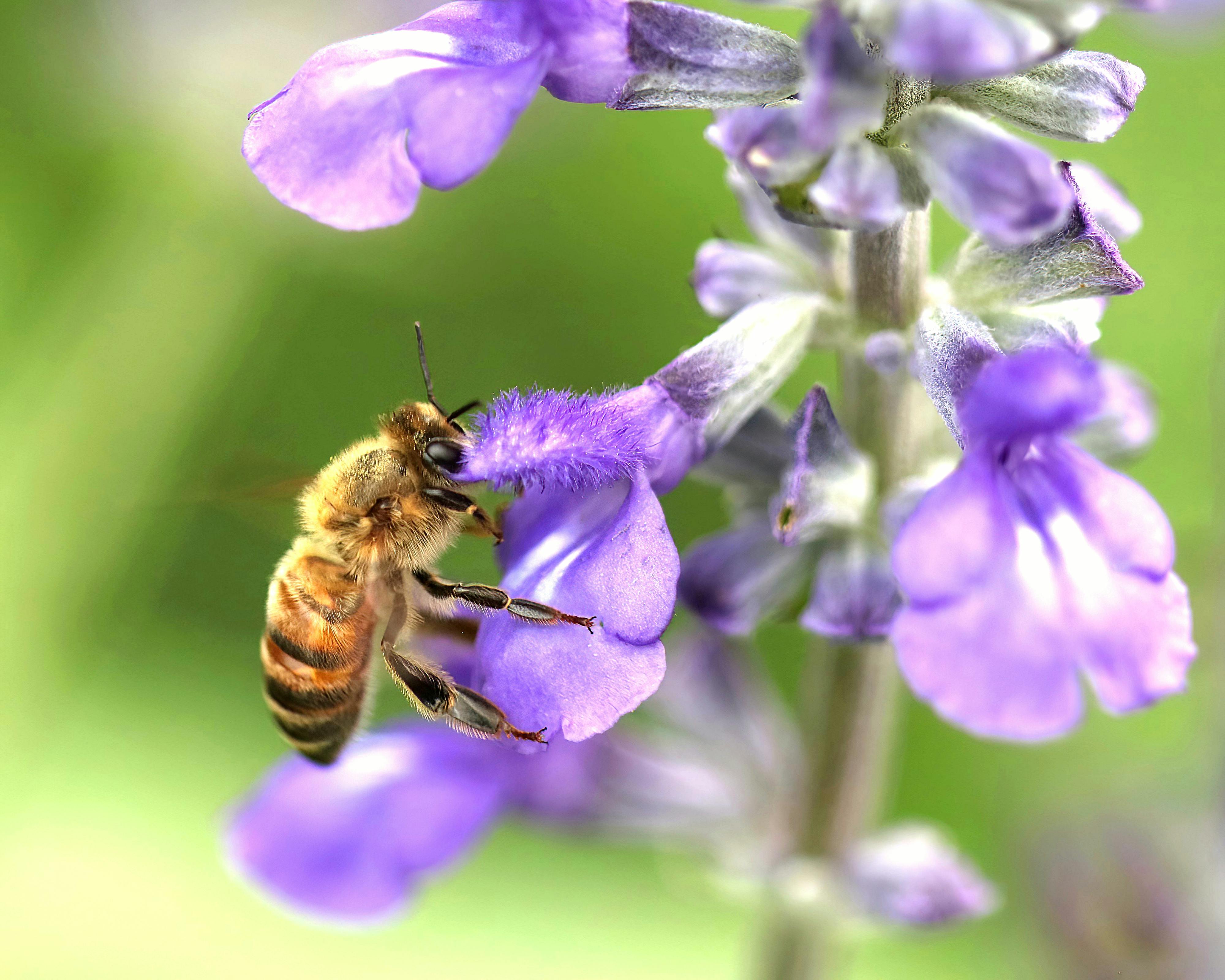 Pollen Photos, Download The BEST Free Pollen Stock Photos & HD Images