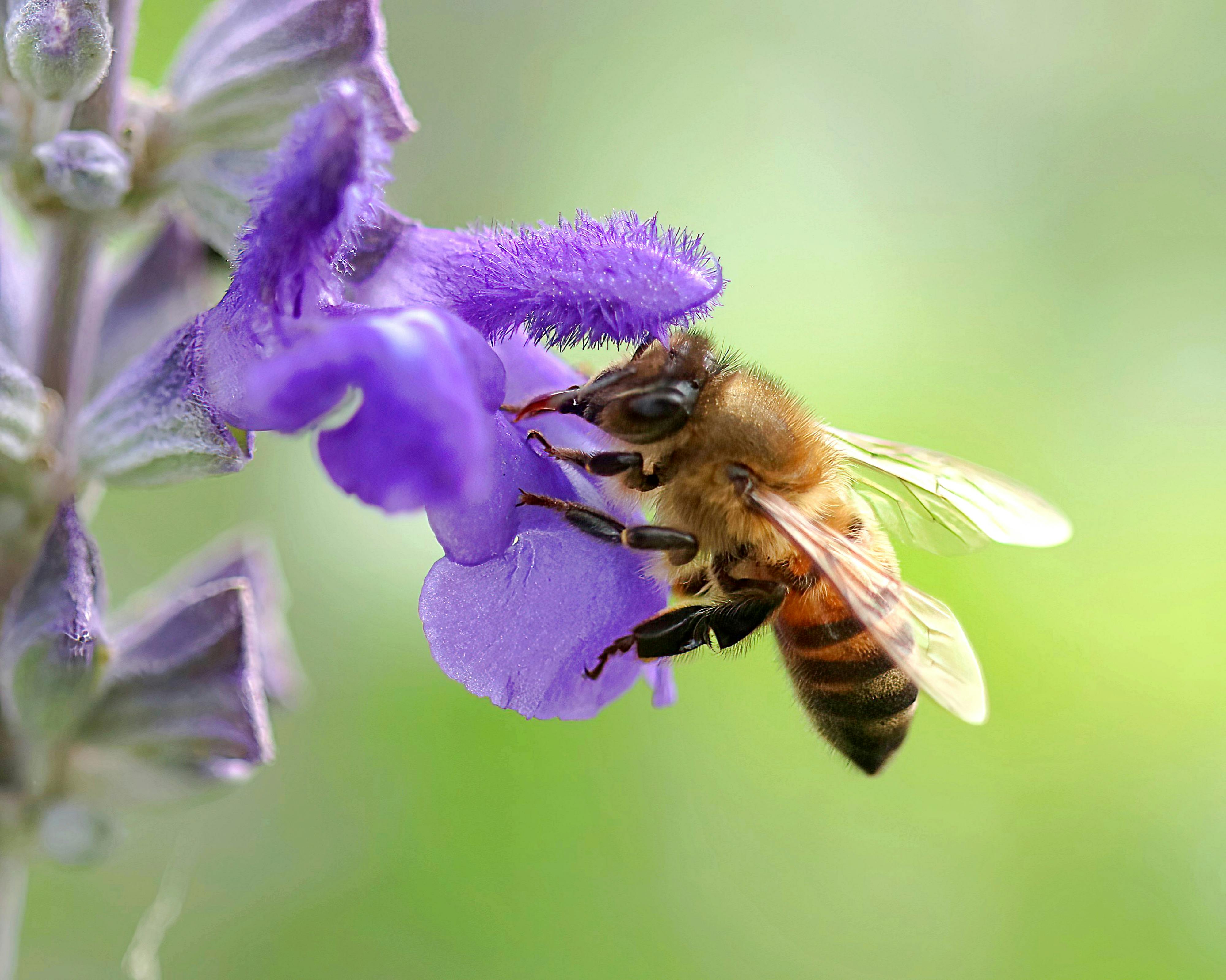 Pollen Photos, Download The BEST Free Pollen Stock Photos & HD Images