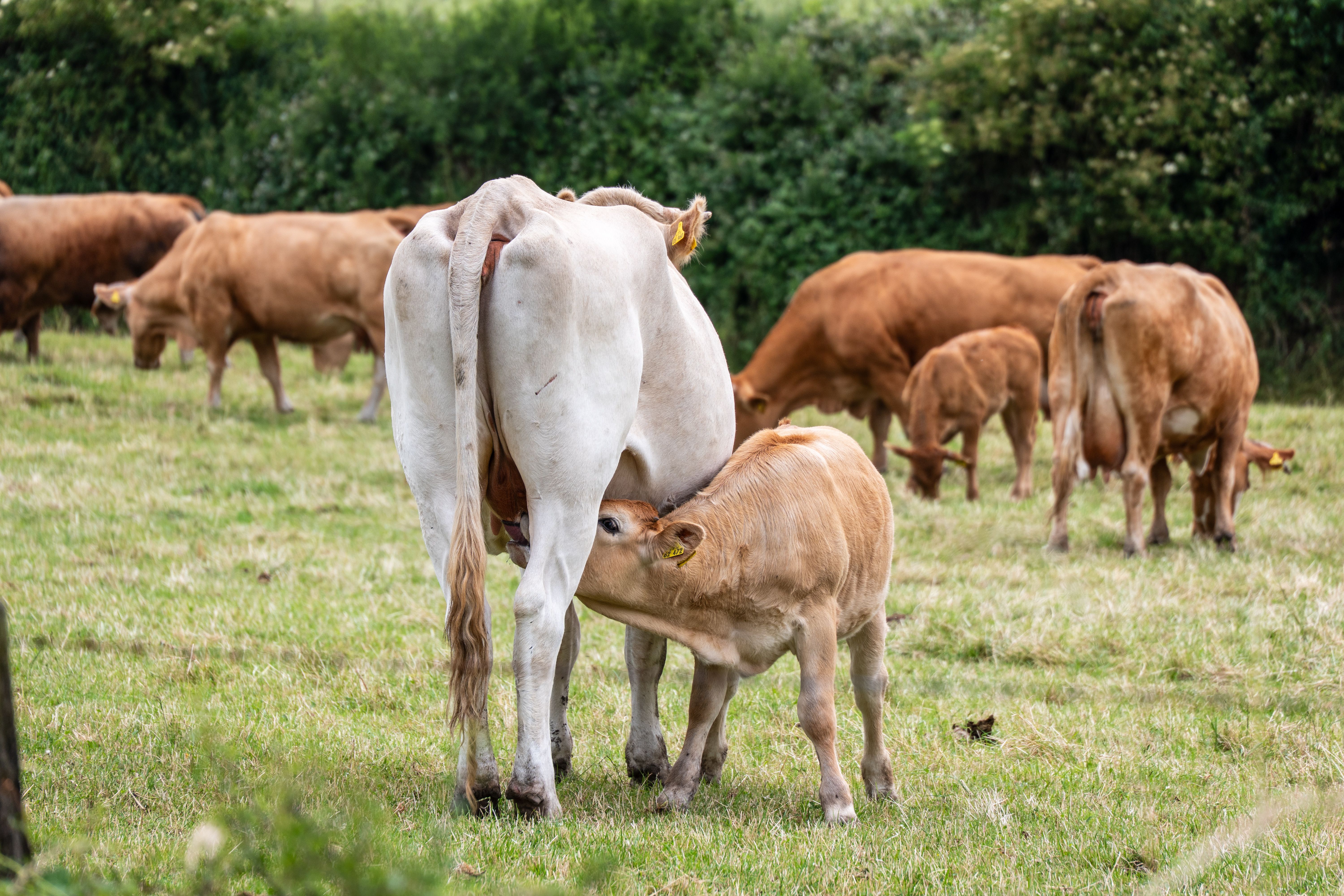 Calf Nursing in a Lush Pasture · Free Stock Photo