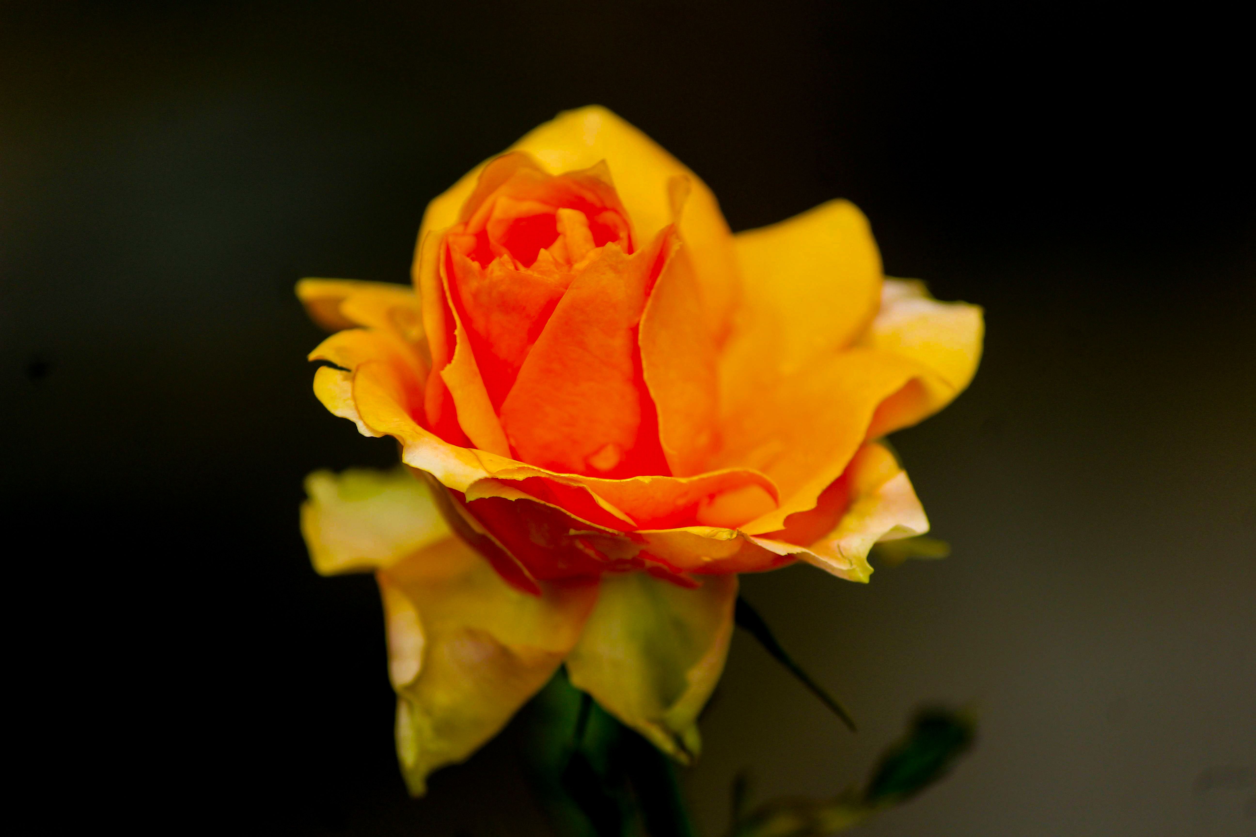 Rose Outline Photos, Download The BEST Free Rose Outline Stock Photos ...
