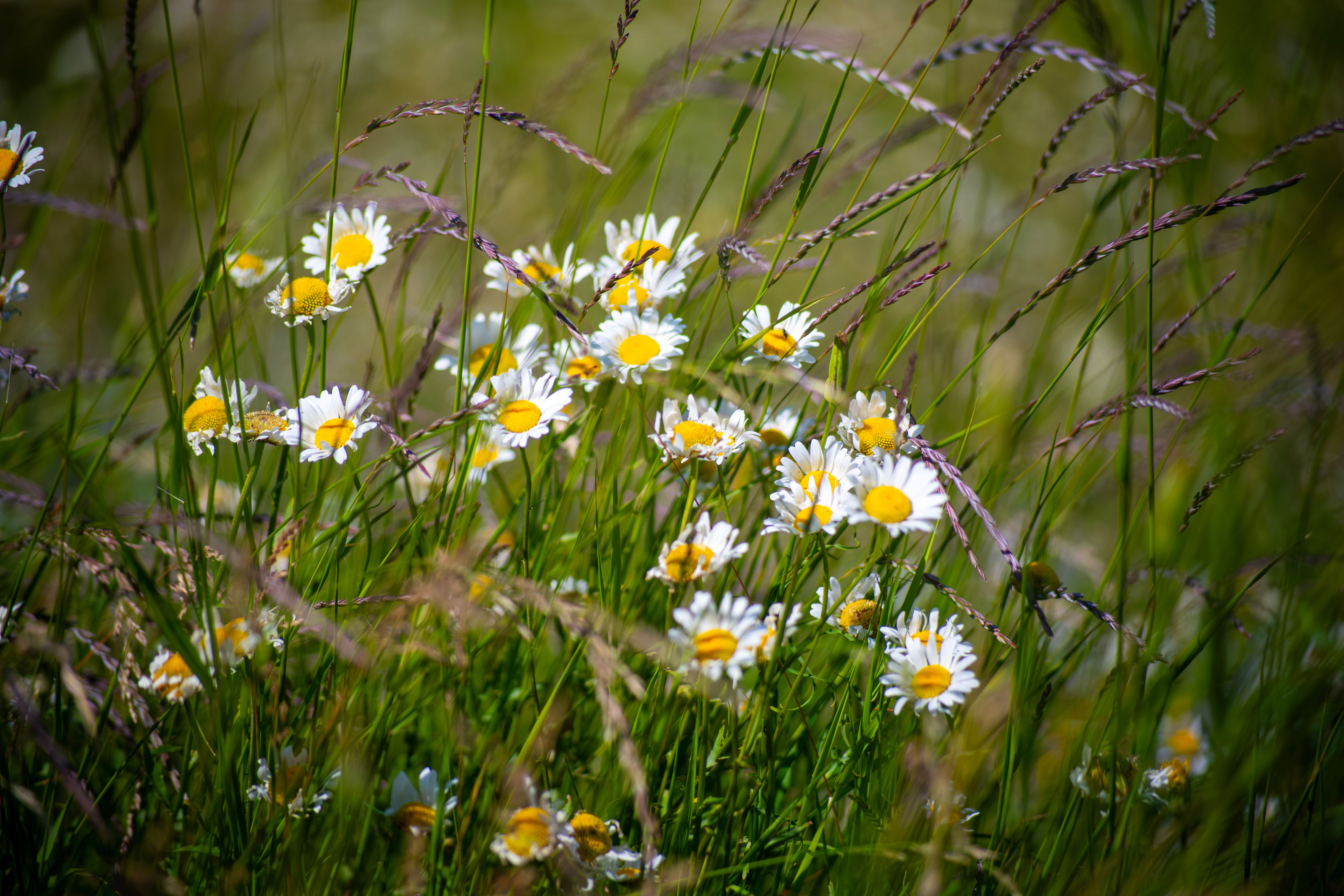 Landscape Daisy Photos, Download The BEST Free Landscape Daisy Stock ...