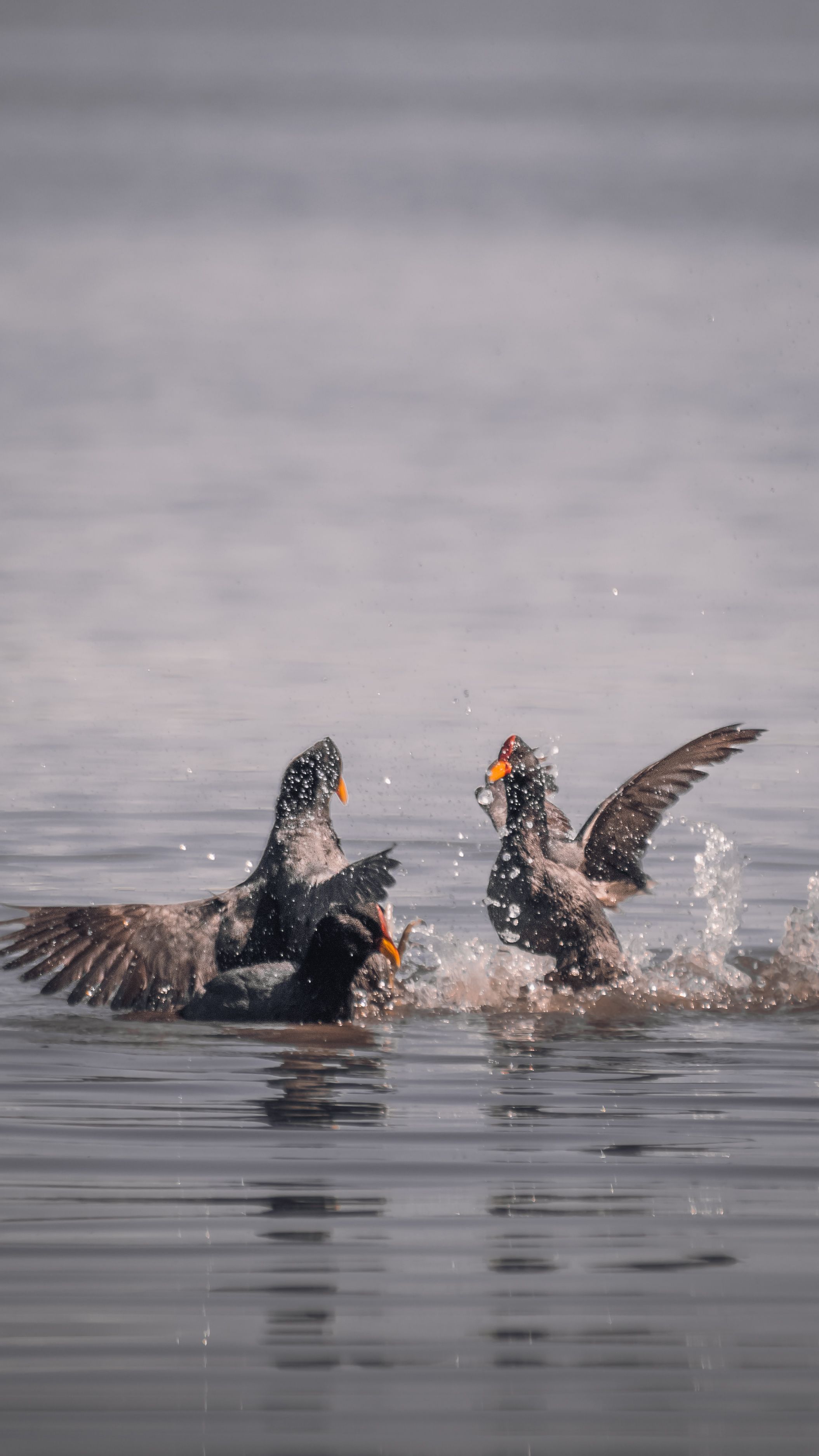 Birds Splashing in Water at Mar del Plata · Free Stock Photo