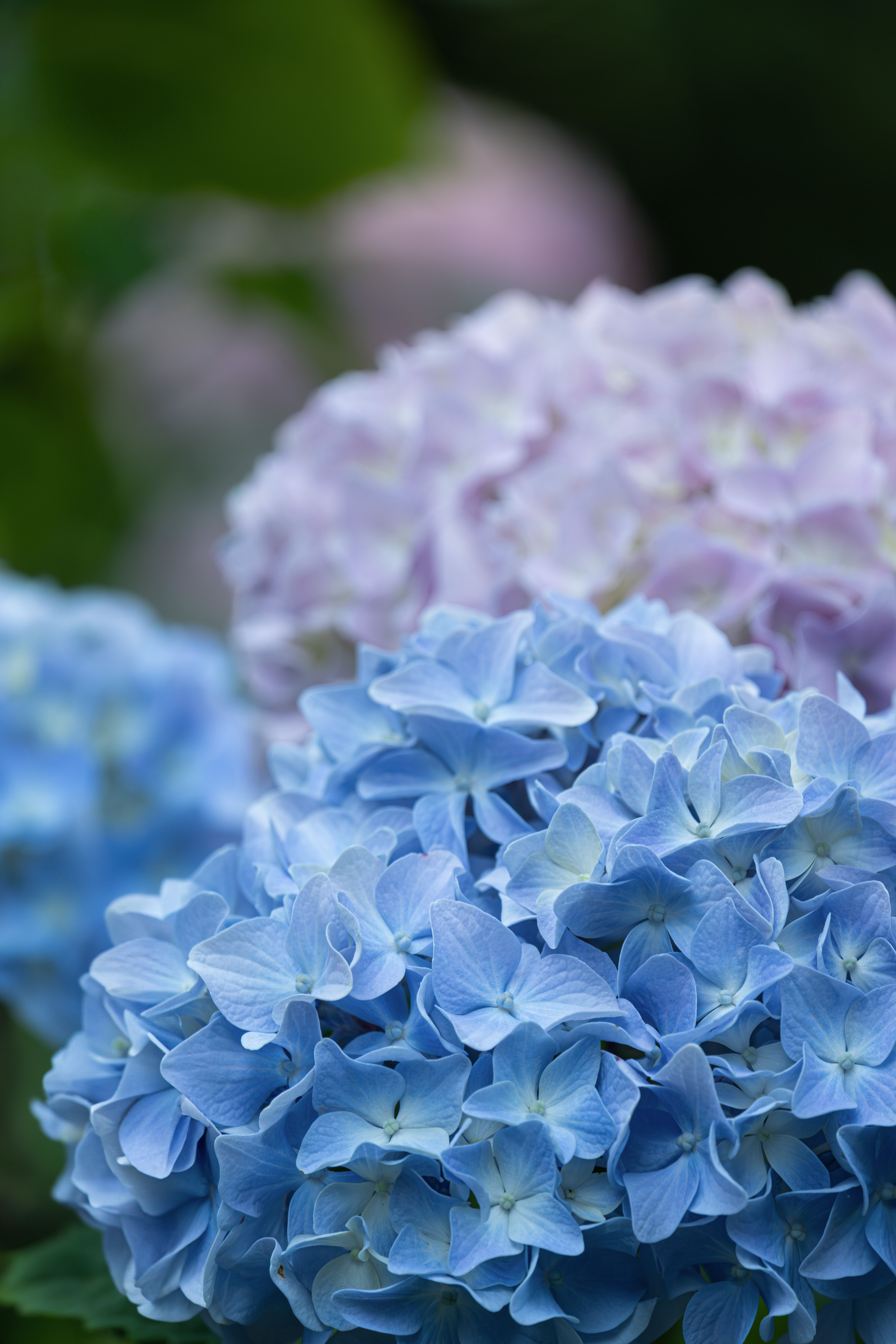Hydrangea Photos, Download The BEST Free Hydrangea Stock Photos & HD Images