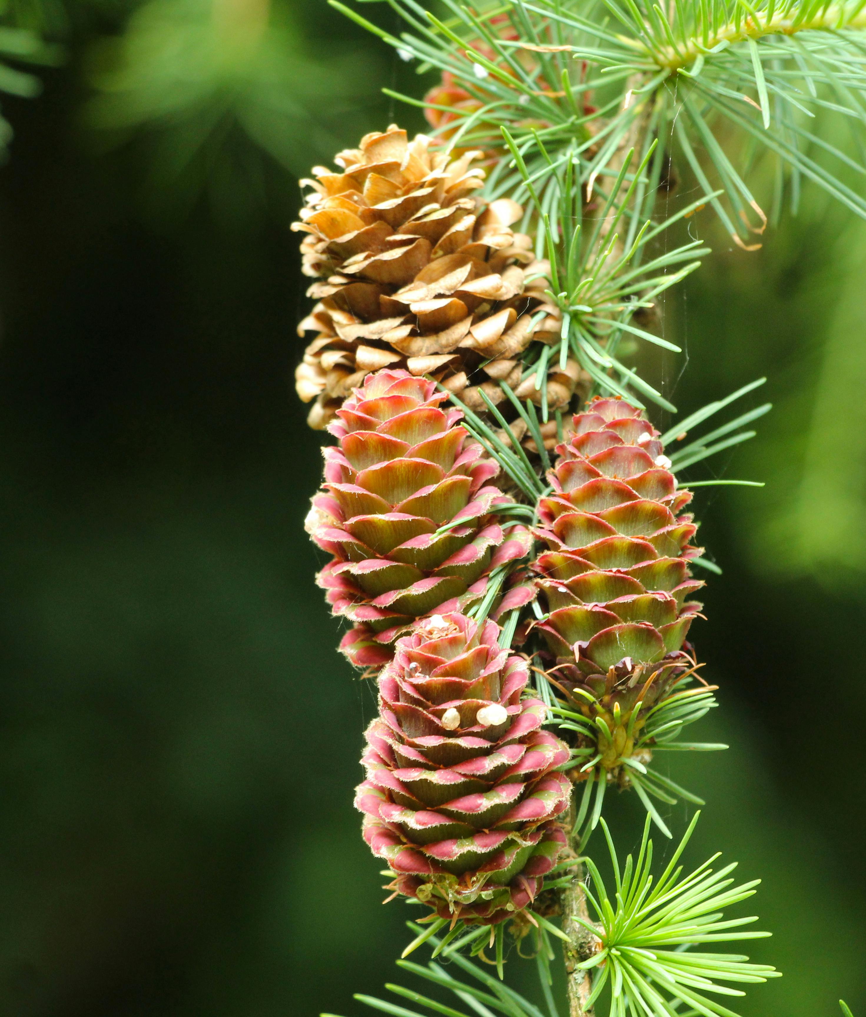 Close-up of Colorful Pine Cones on Evergreen Branch · Free Stock Photo