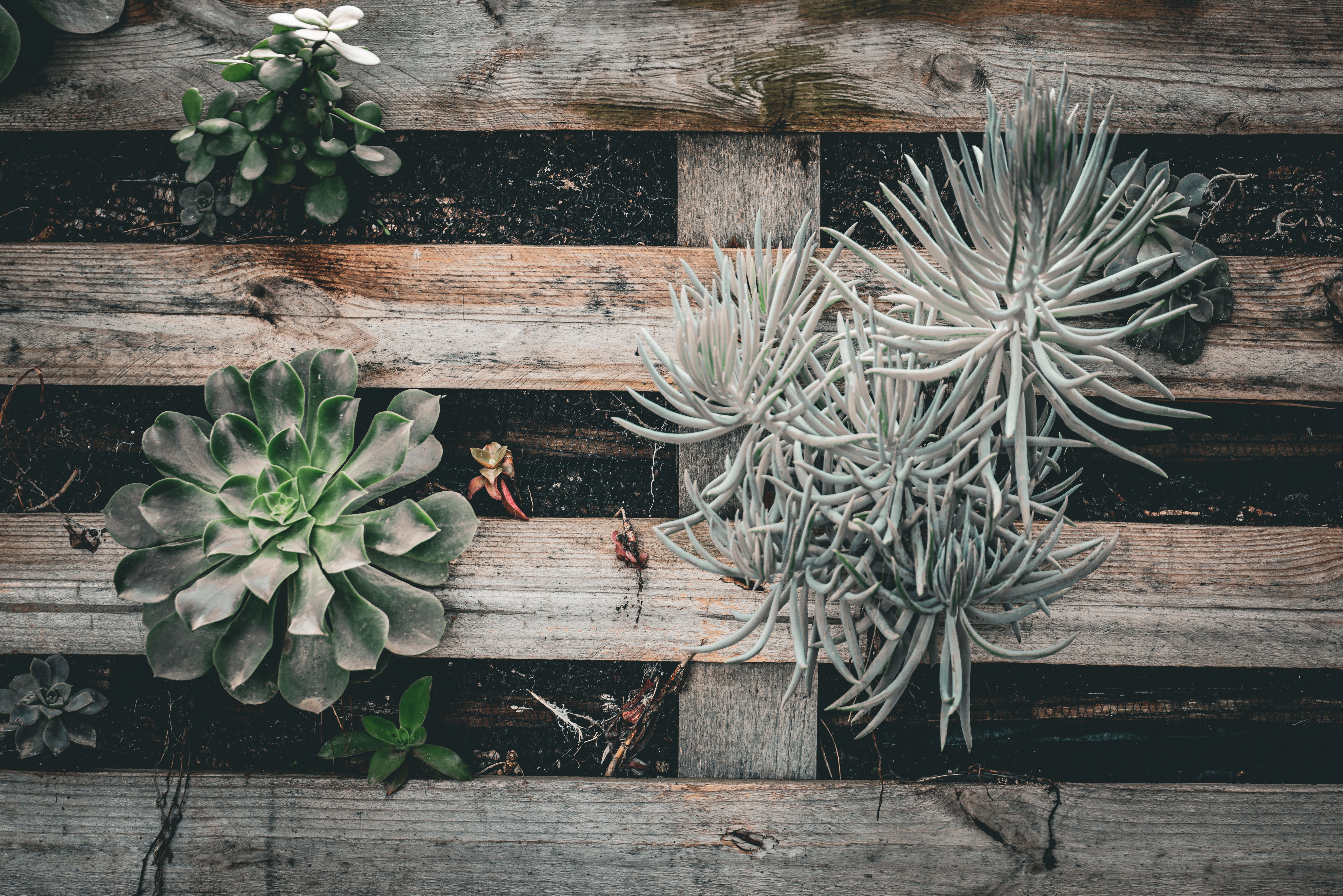 Succulent Arrangement on Rustic Wooden Pallet · Free Stock Photo