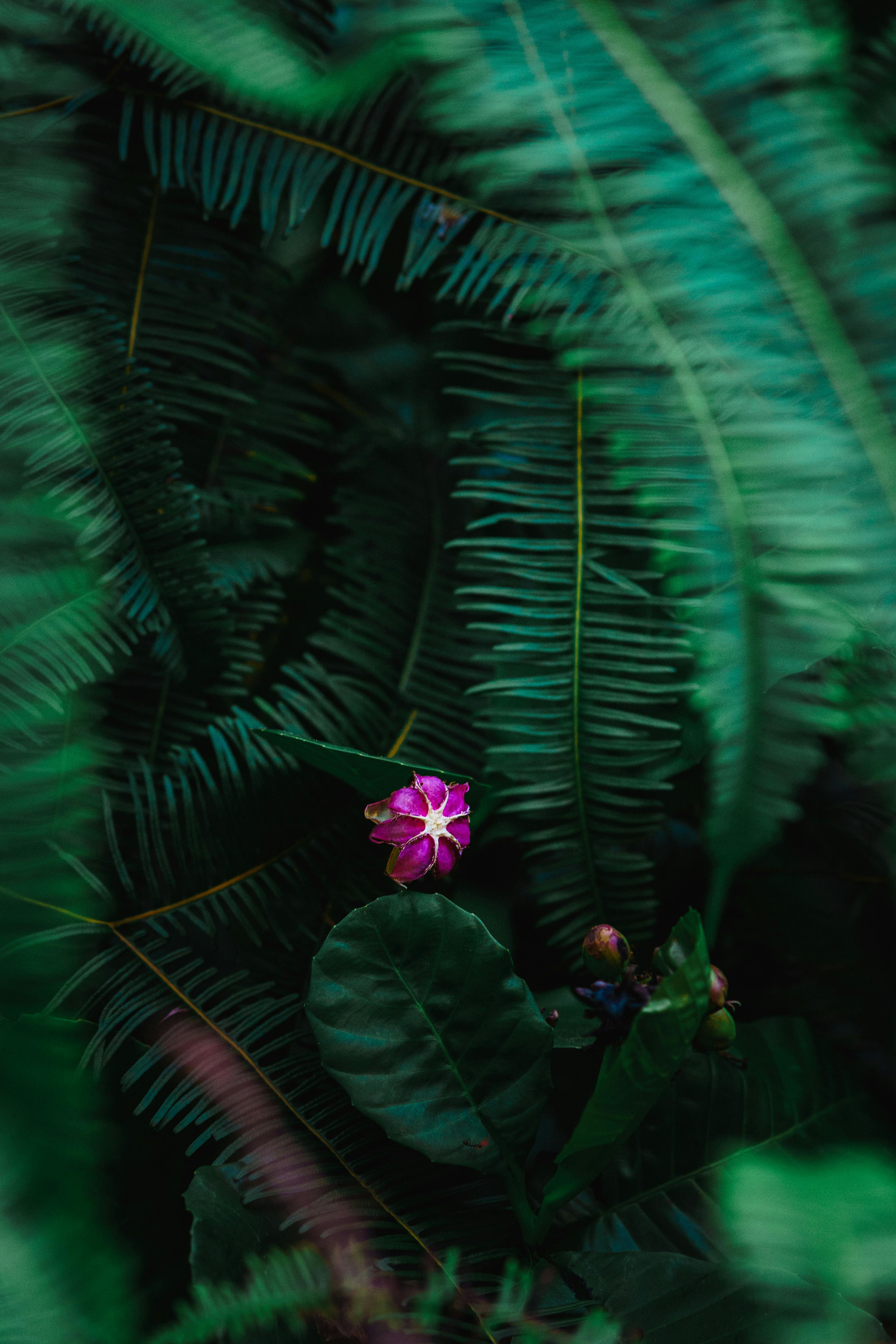 Bud Photos, Download The BEST Free Bud Stock Photos & HD Images