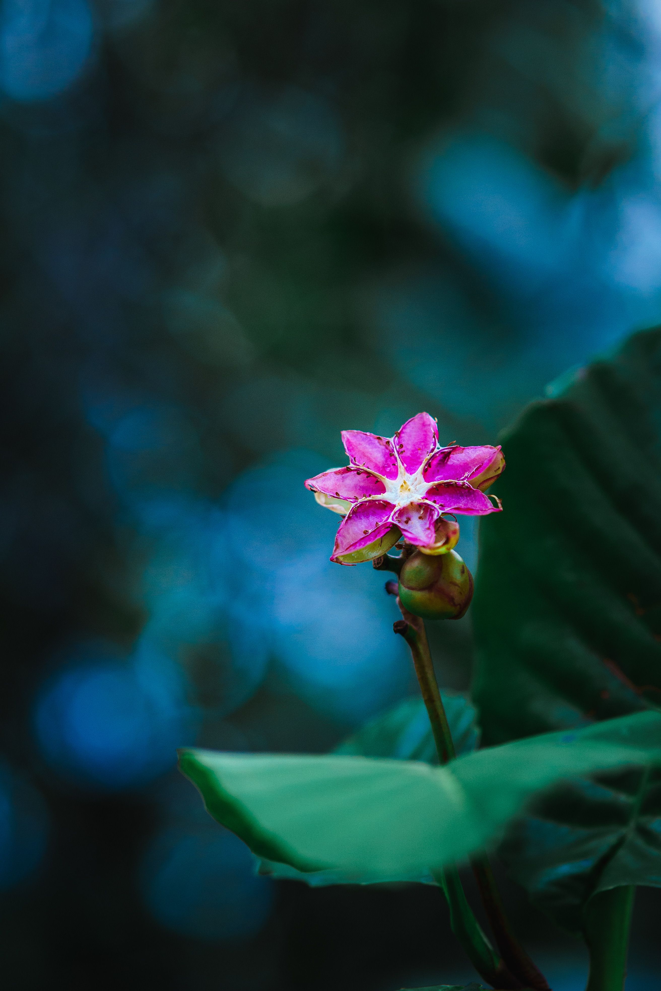Close-up of a Man Holding a Pink Flower · Free Stock Photo