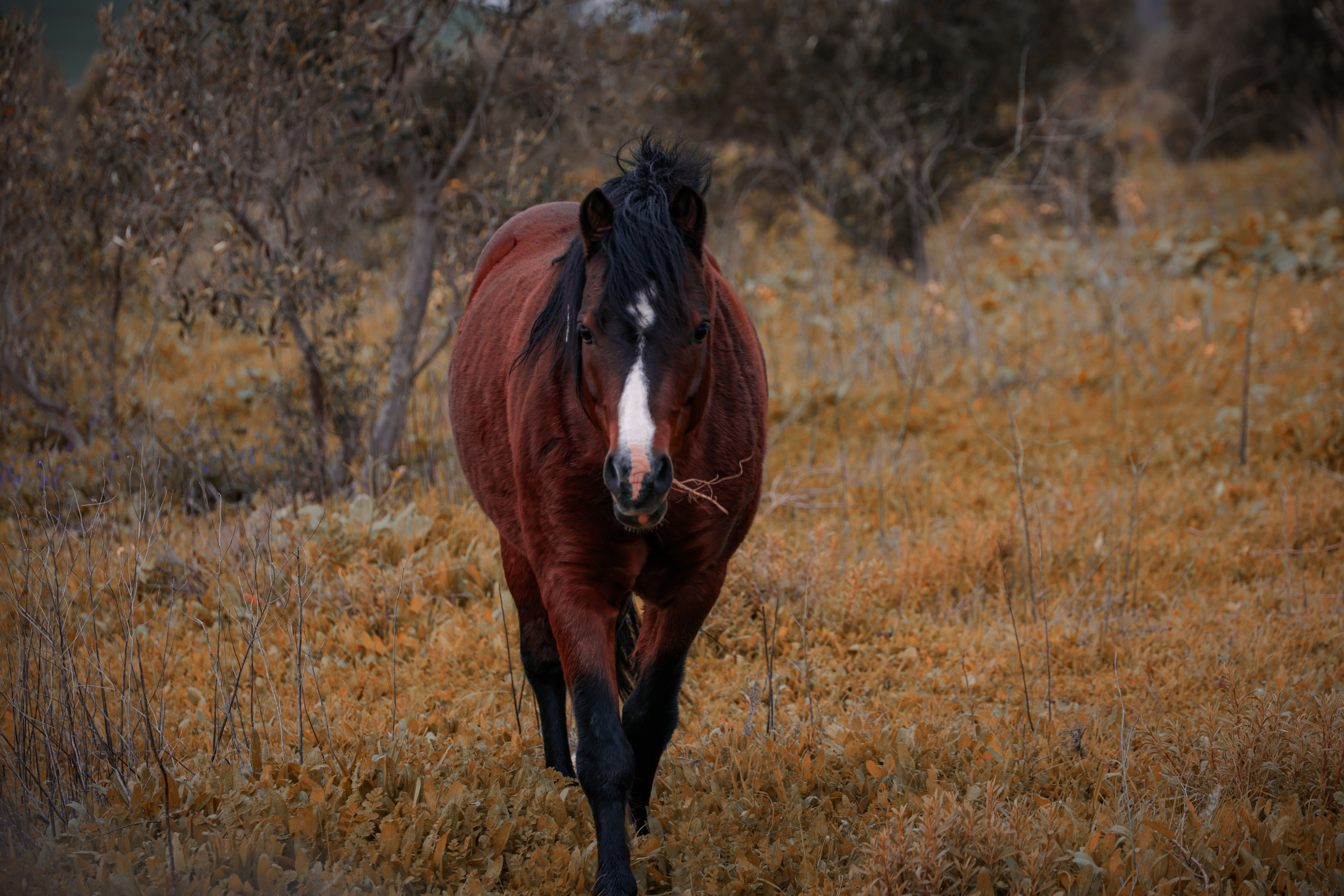 Majestic Horse Grazing in Autumn Meadow · Free Stock Photo