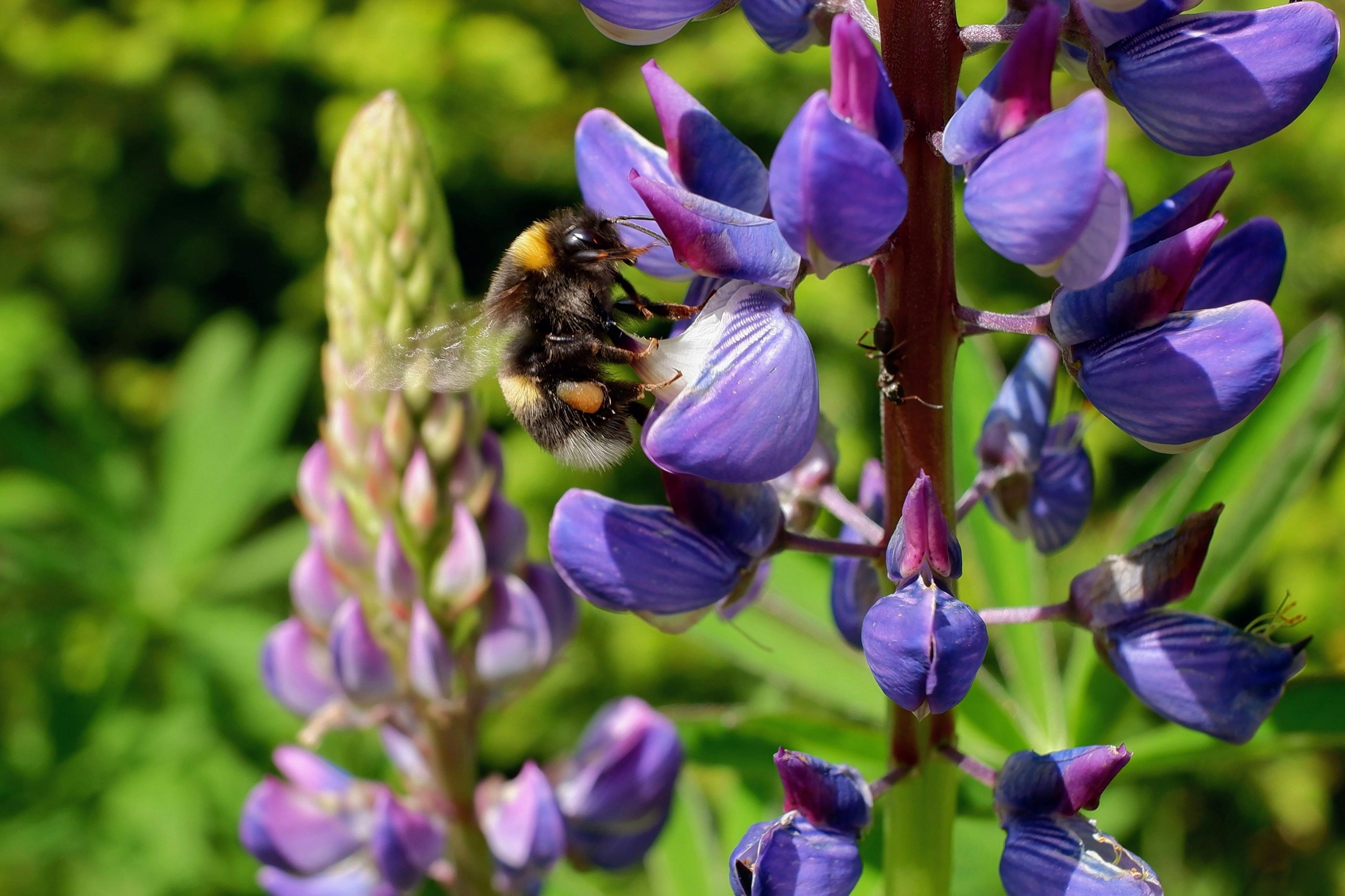 Pollen Photos, Download The BEST Free Pollen Stock Photos & HD Images