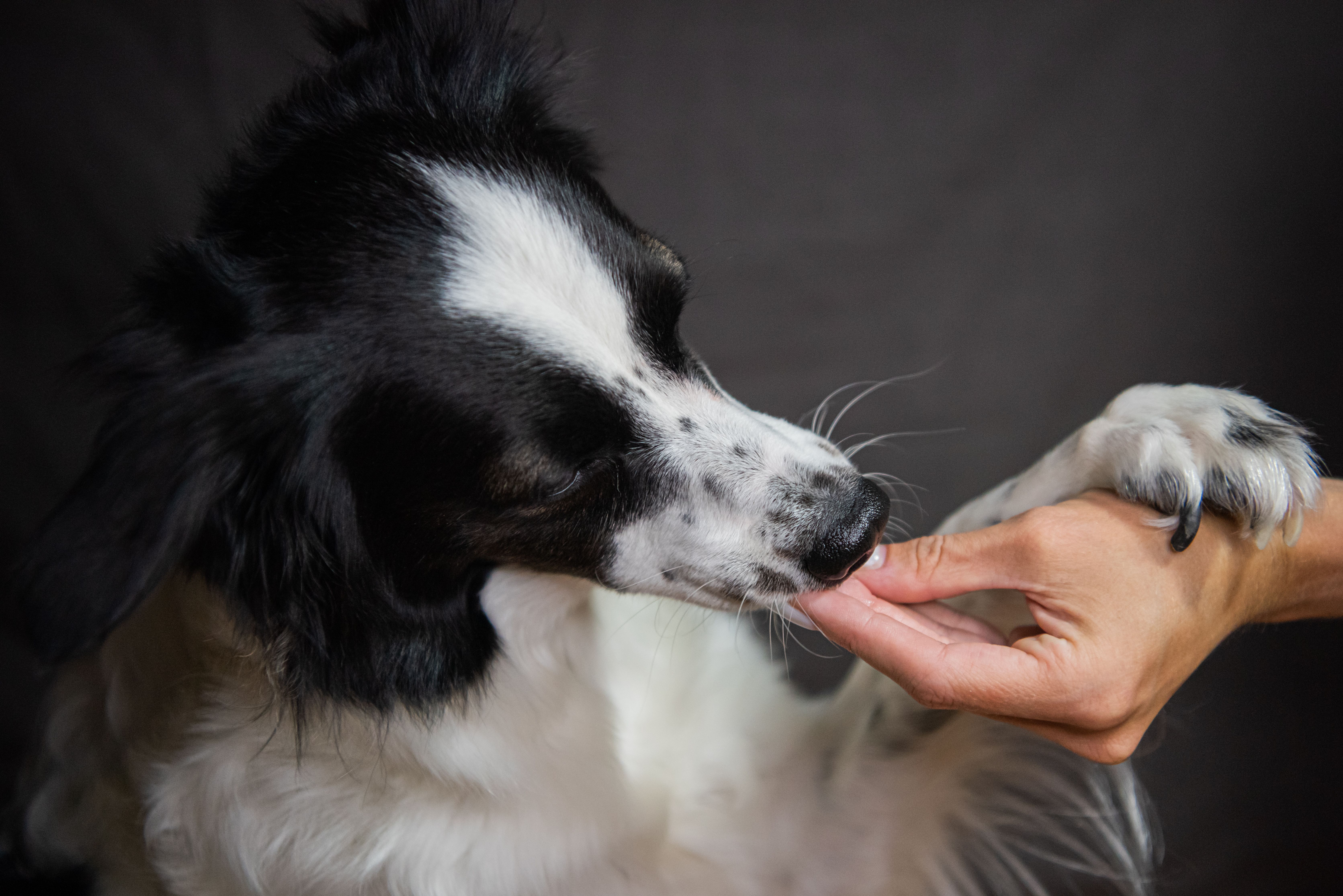 Adorable Dog Licking Human Hand · Free Stock Photo