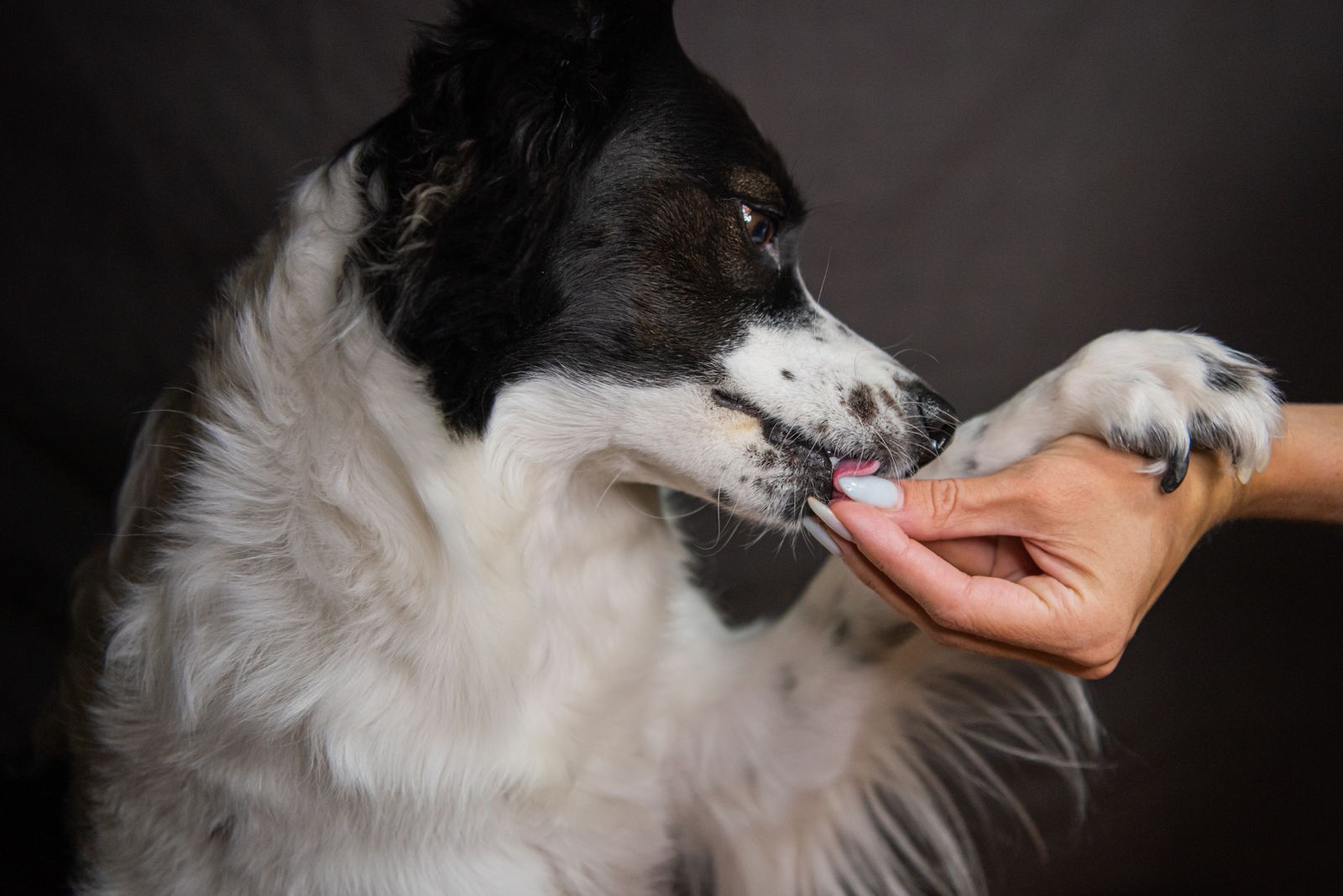 Paw Photos, Download The BEST Free Paw Stock Photos & HD Images