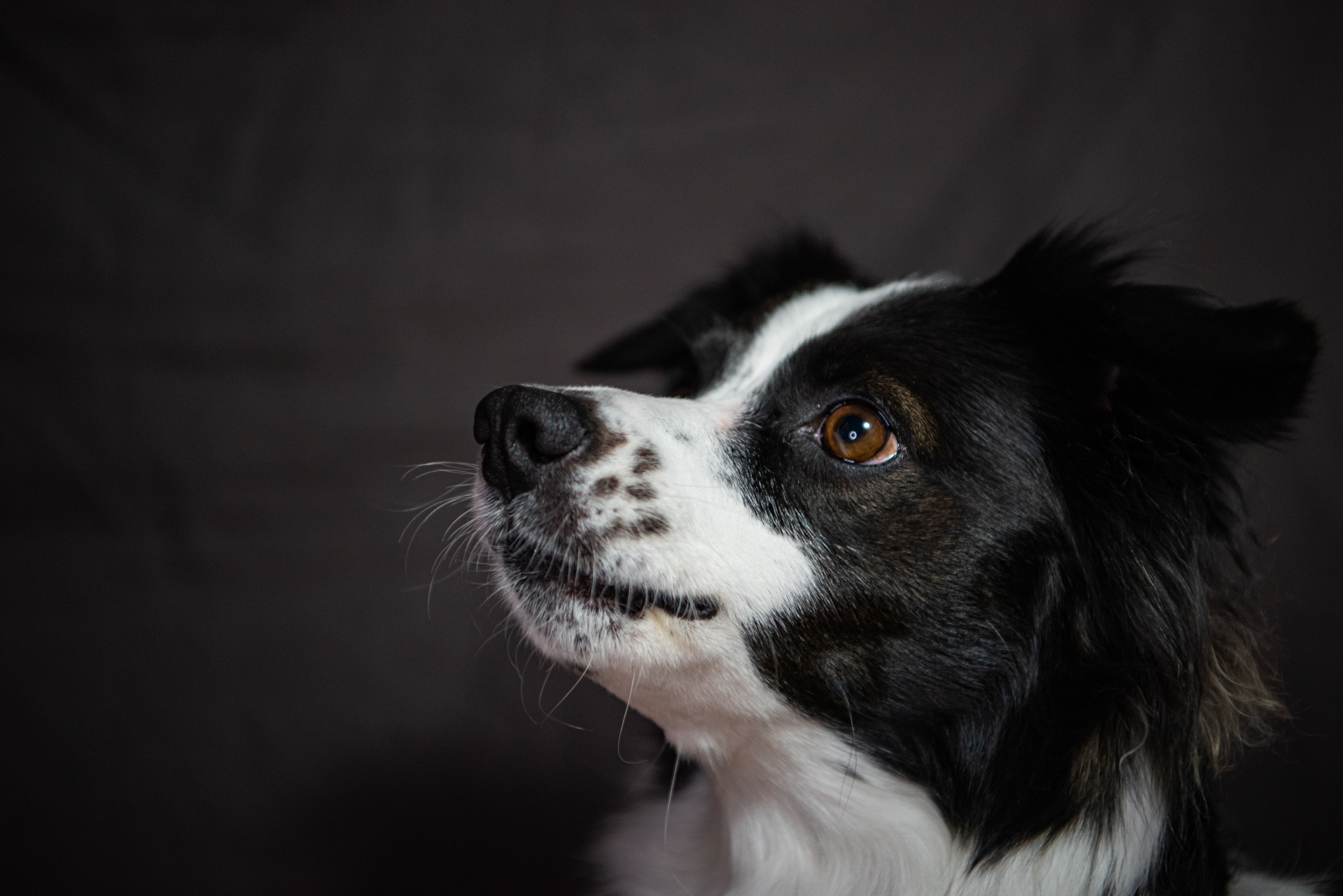Spot Faces Photos, Download The BEST Free Spot Faces Stock Photos & HD ...