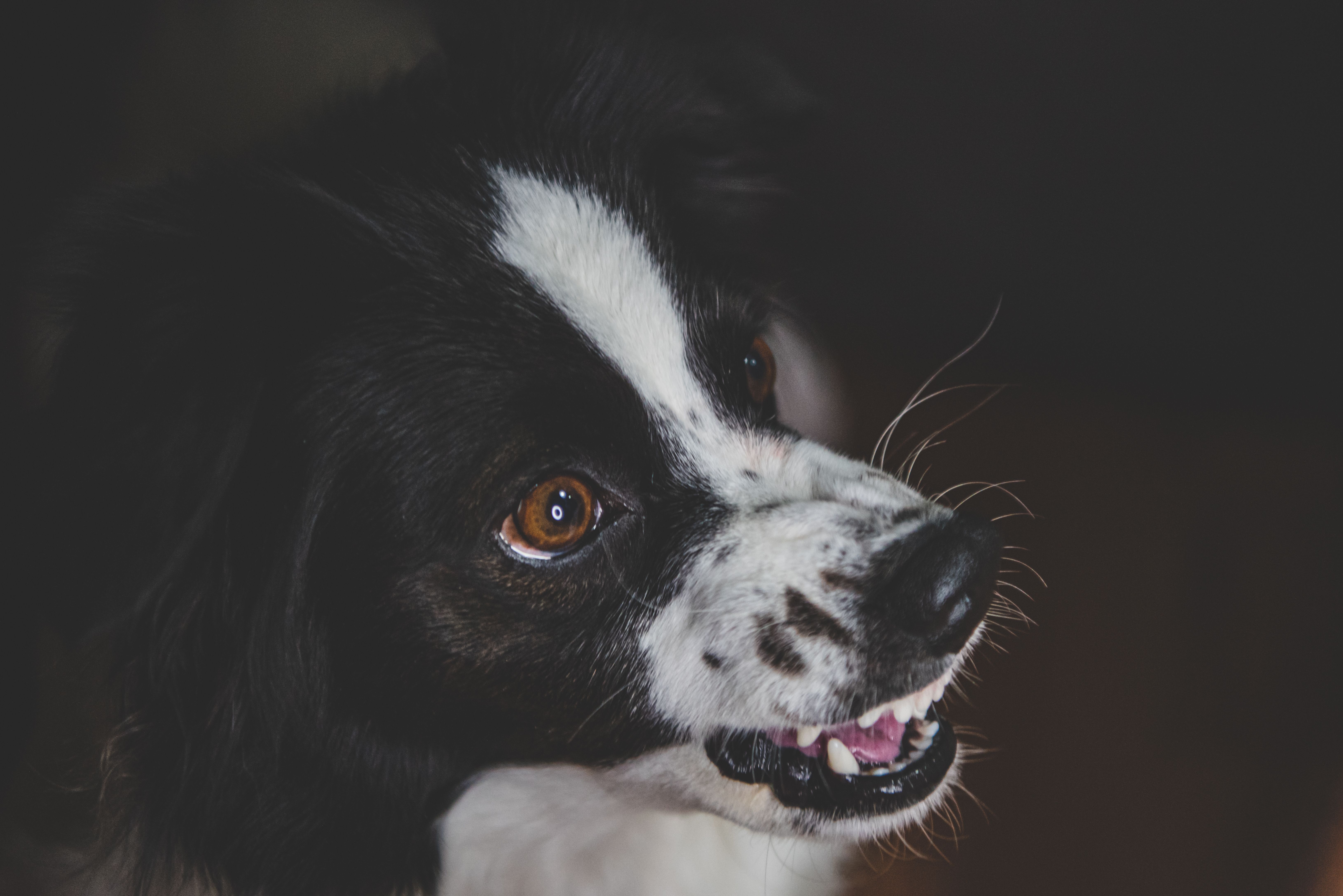 Close-Up Portrait of a Border Collie Dog · Free Stock Photo