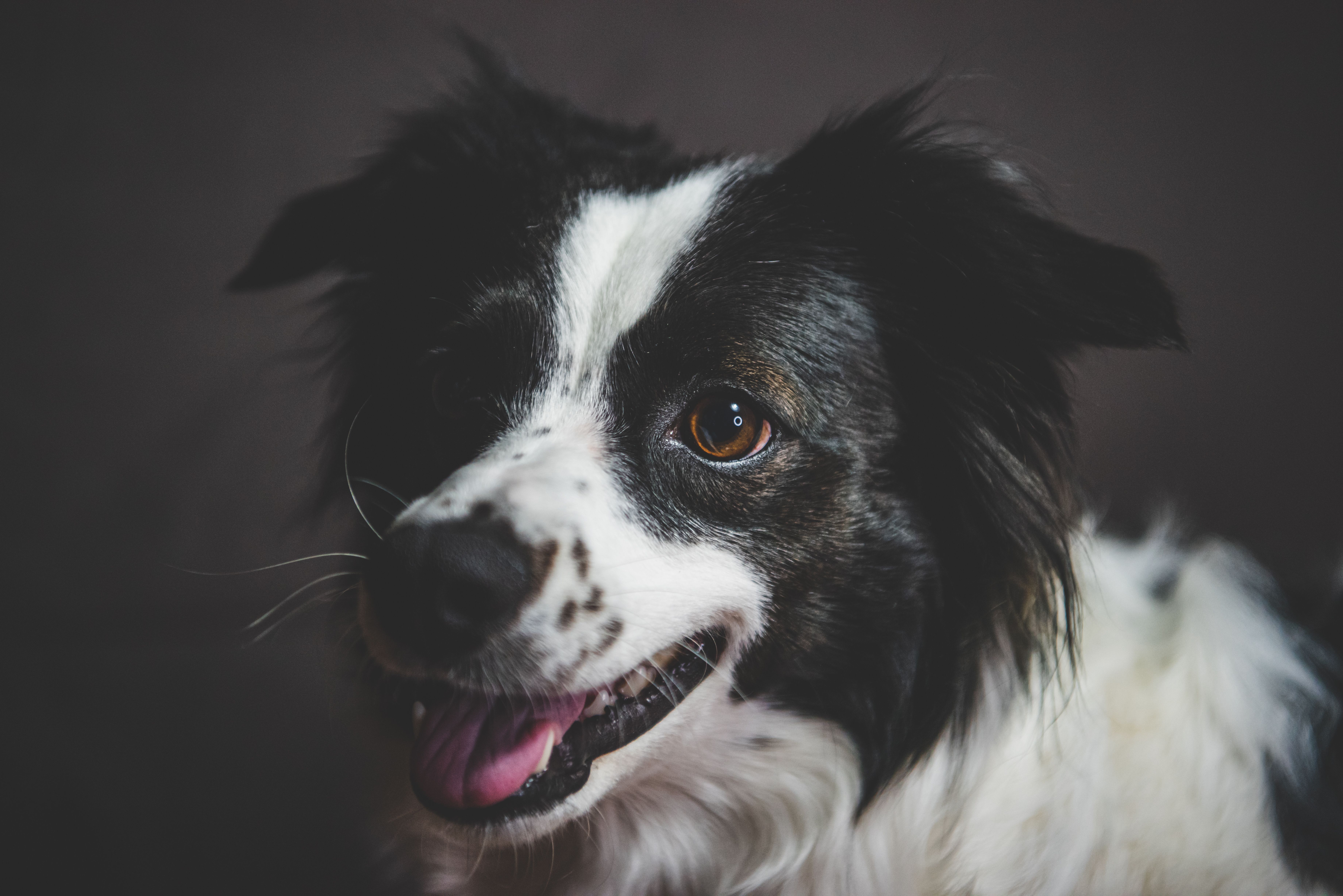 Close-up of a Smiling Border Collie Dog · Free Stock Photo