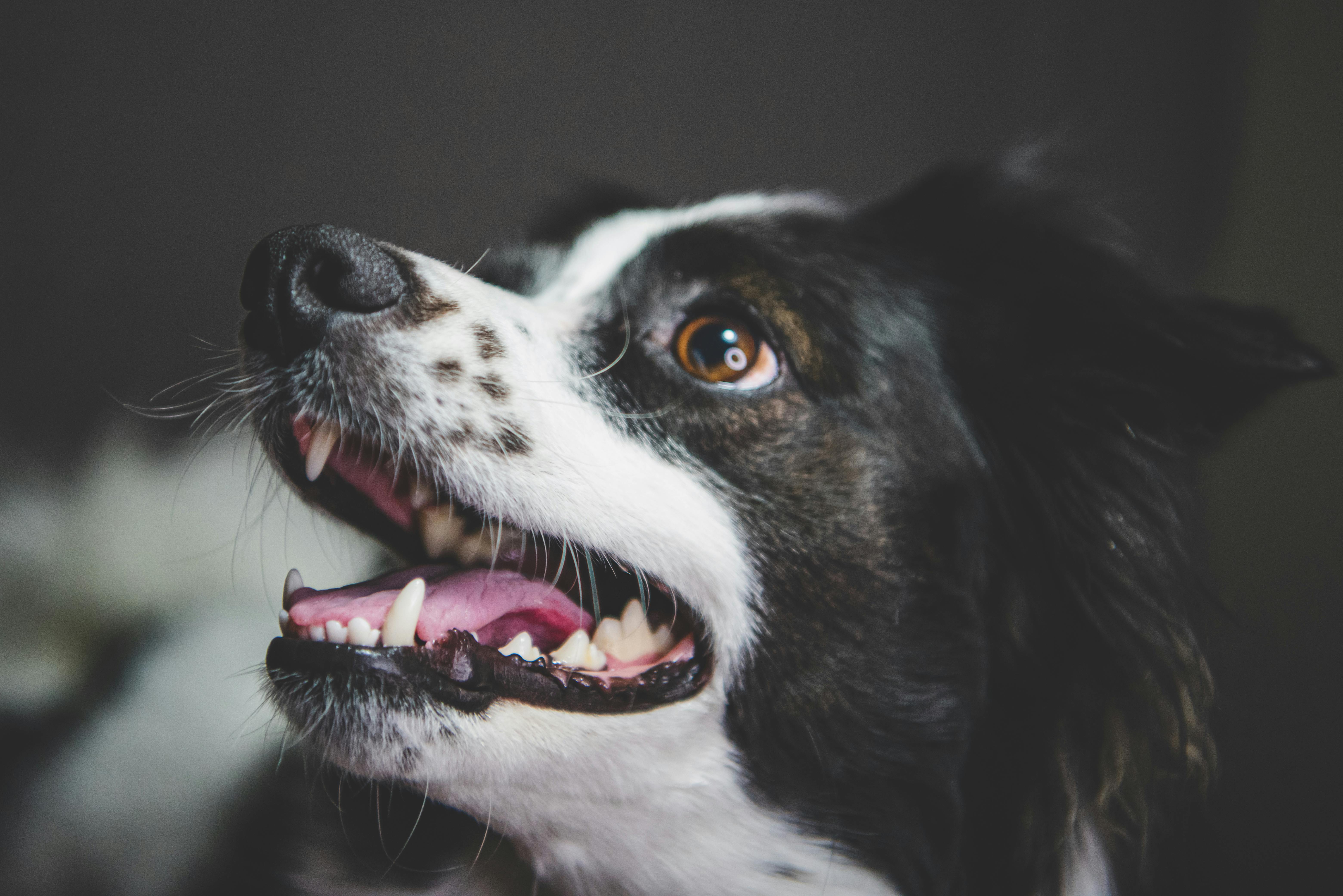 border collies teeth