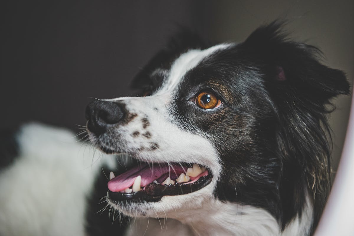 Smooth Coat Border Collie: Traits, Care Tips, and More