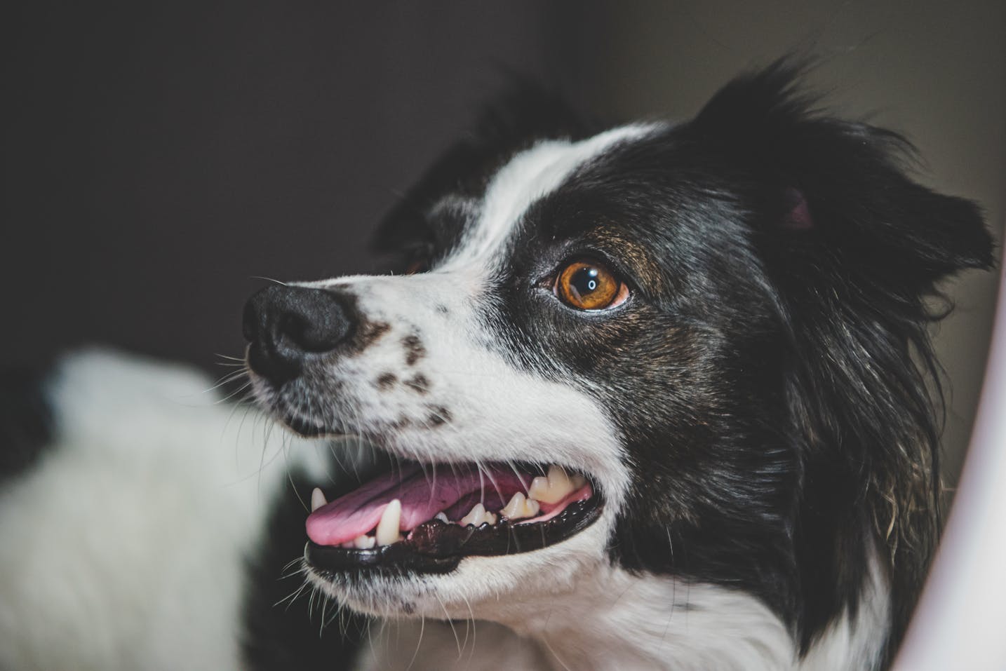 Smooth Coat Border Collie: Traits, Care Tips, and More