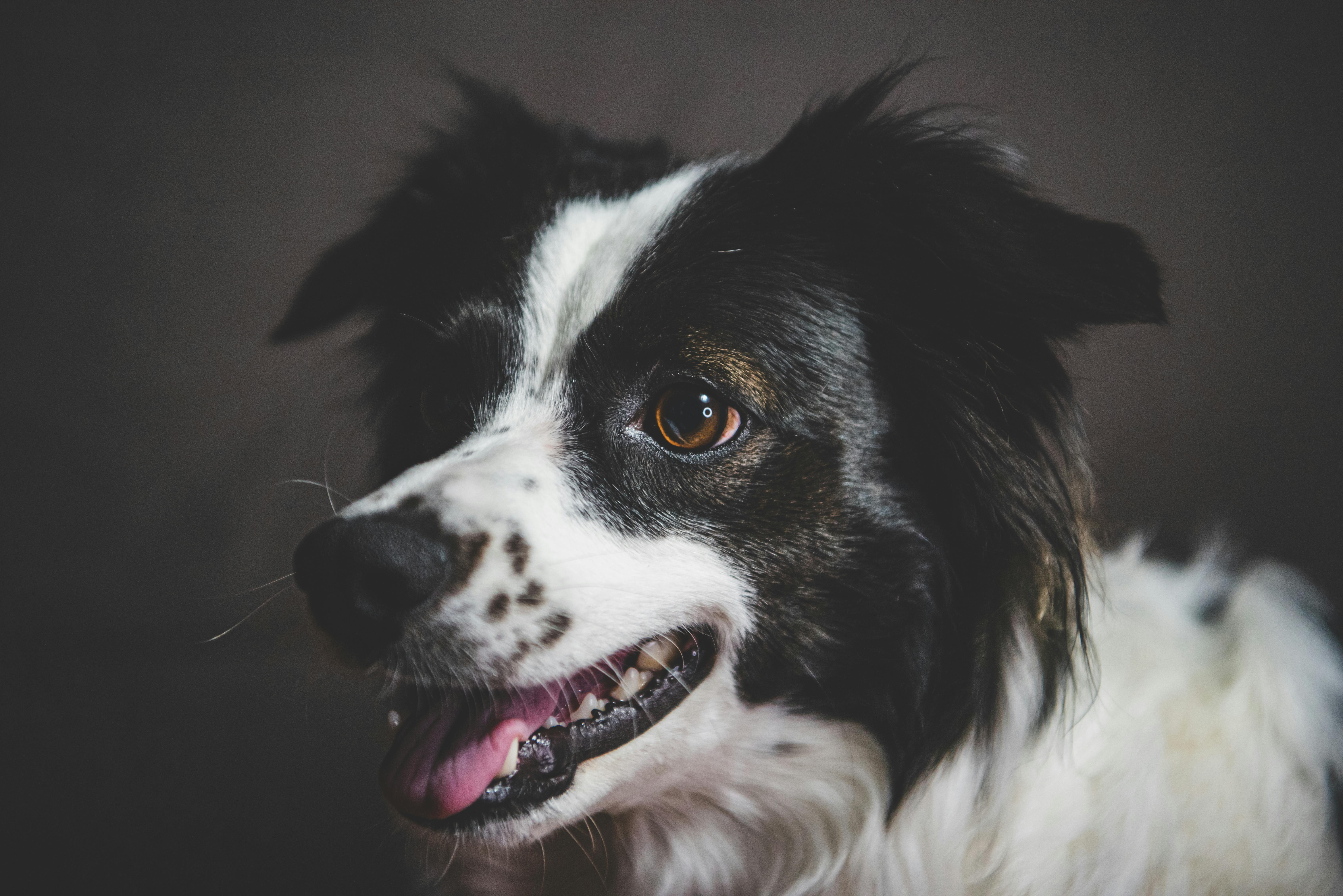 Puppy Dog Eye Photos, Download The BEST Free Puppy Dog Eye Stock Photos ...