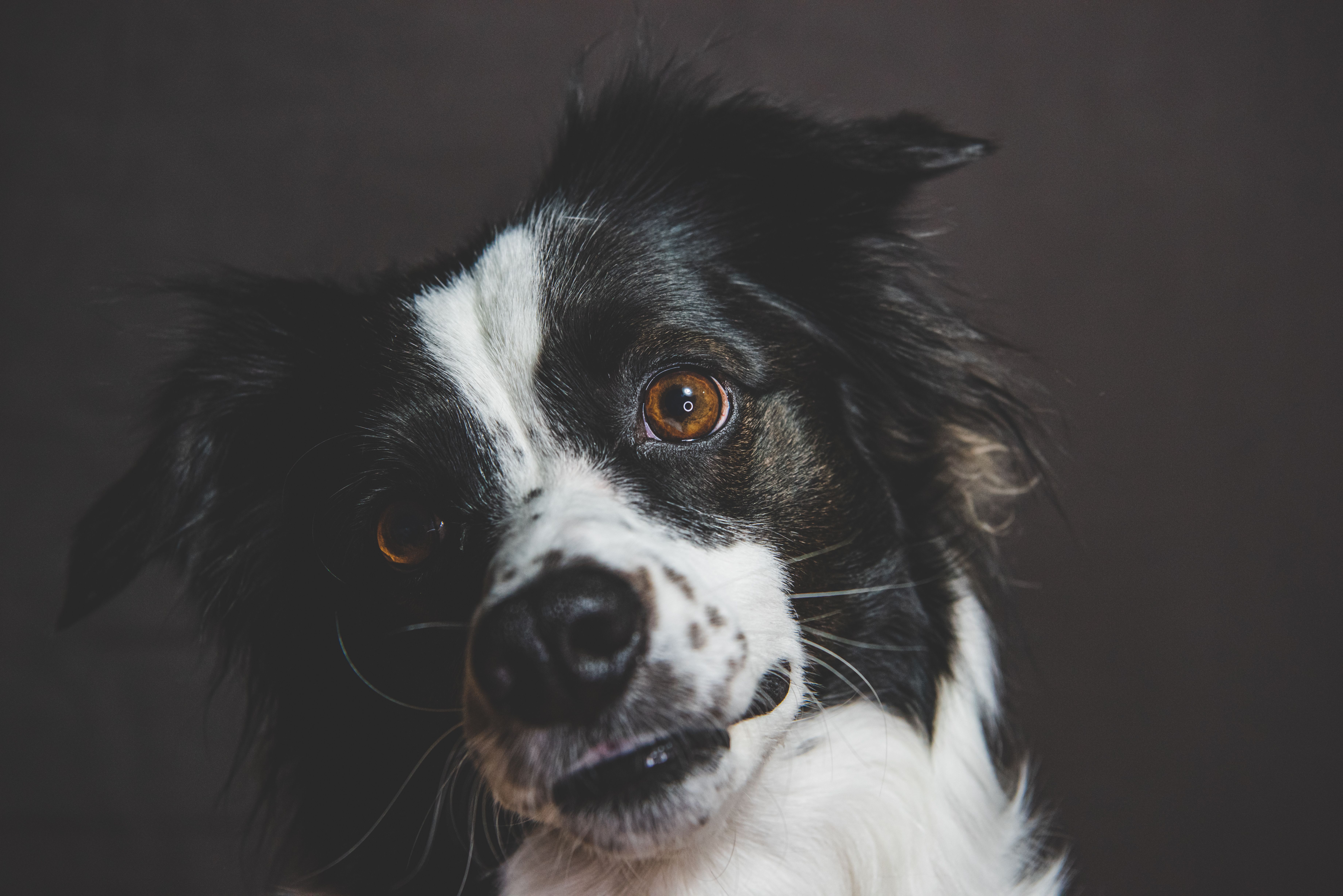 Close-up Portrait of a Curious Border Collie · Free Stock Photo