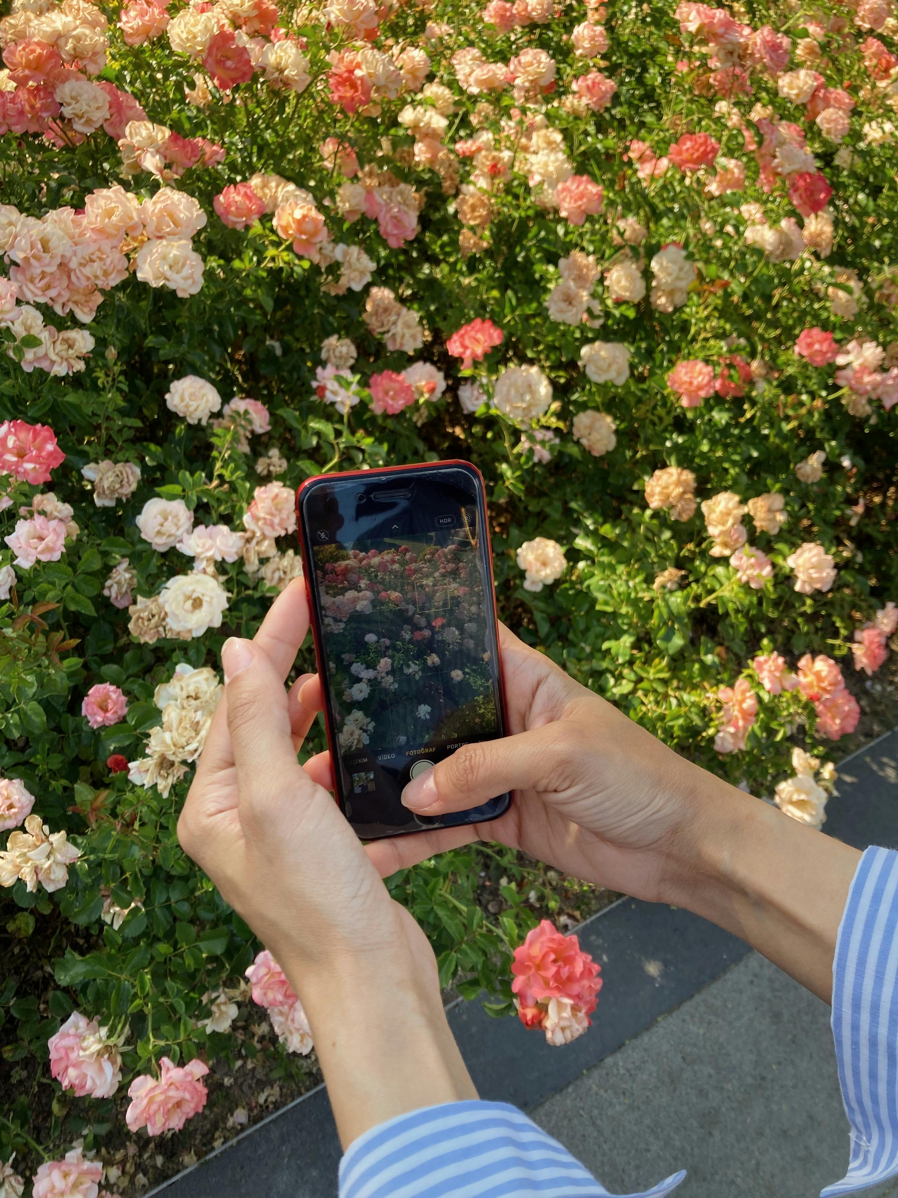 Hands With Rose Photos, Download The BEST Free Hands With Rose Stock ...