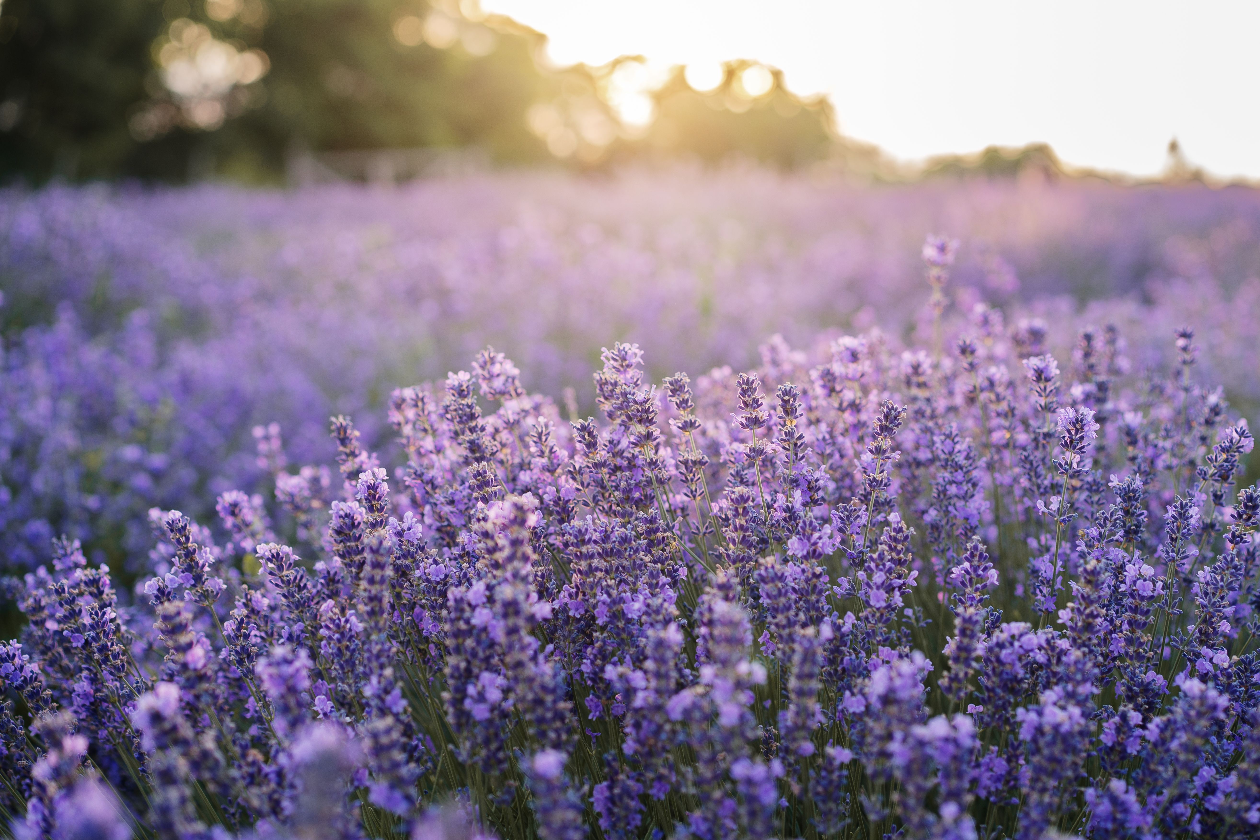 Lavender Field at Sunset in Pilisborosjenő · Free Stock Photo