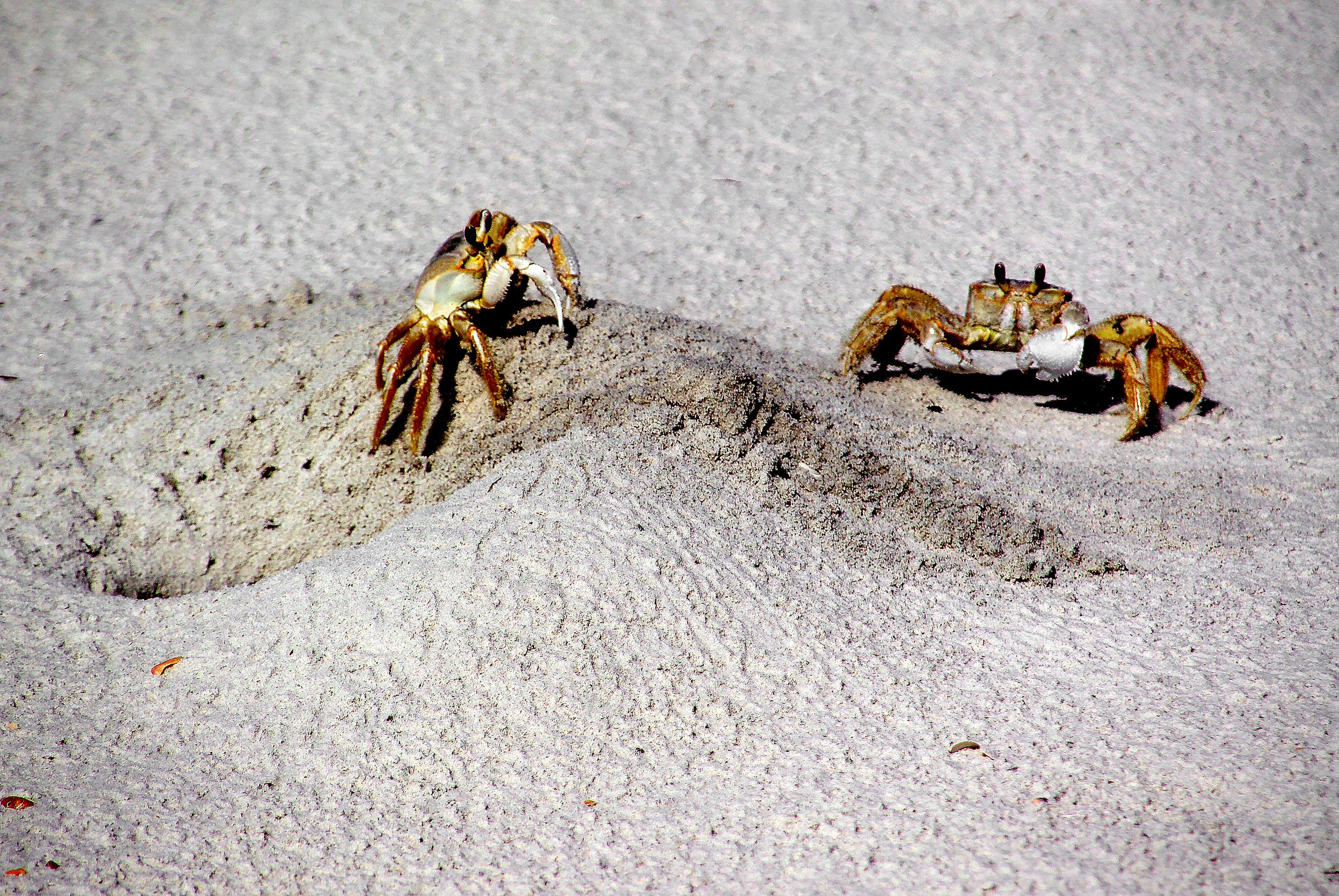 Florida Burmese Python Bounty Hunters Protect Ecosystem