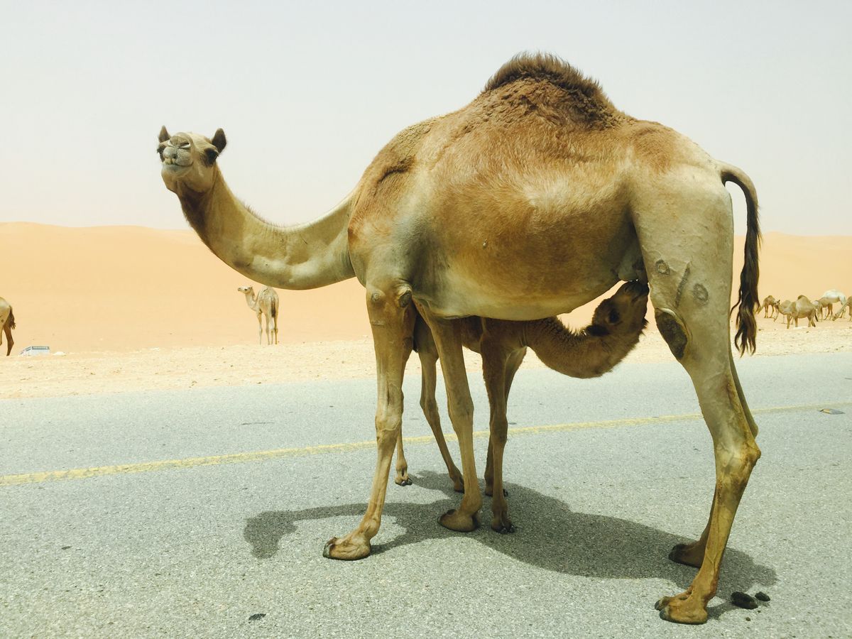 Women Camel Toes Photos, Download The BEST Free Women Camel Toes Stock ...