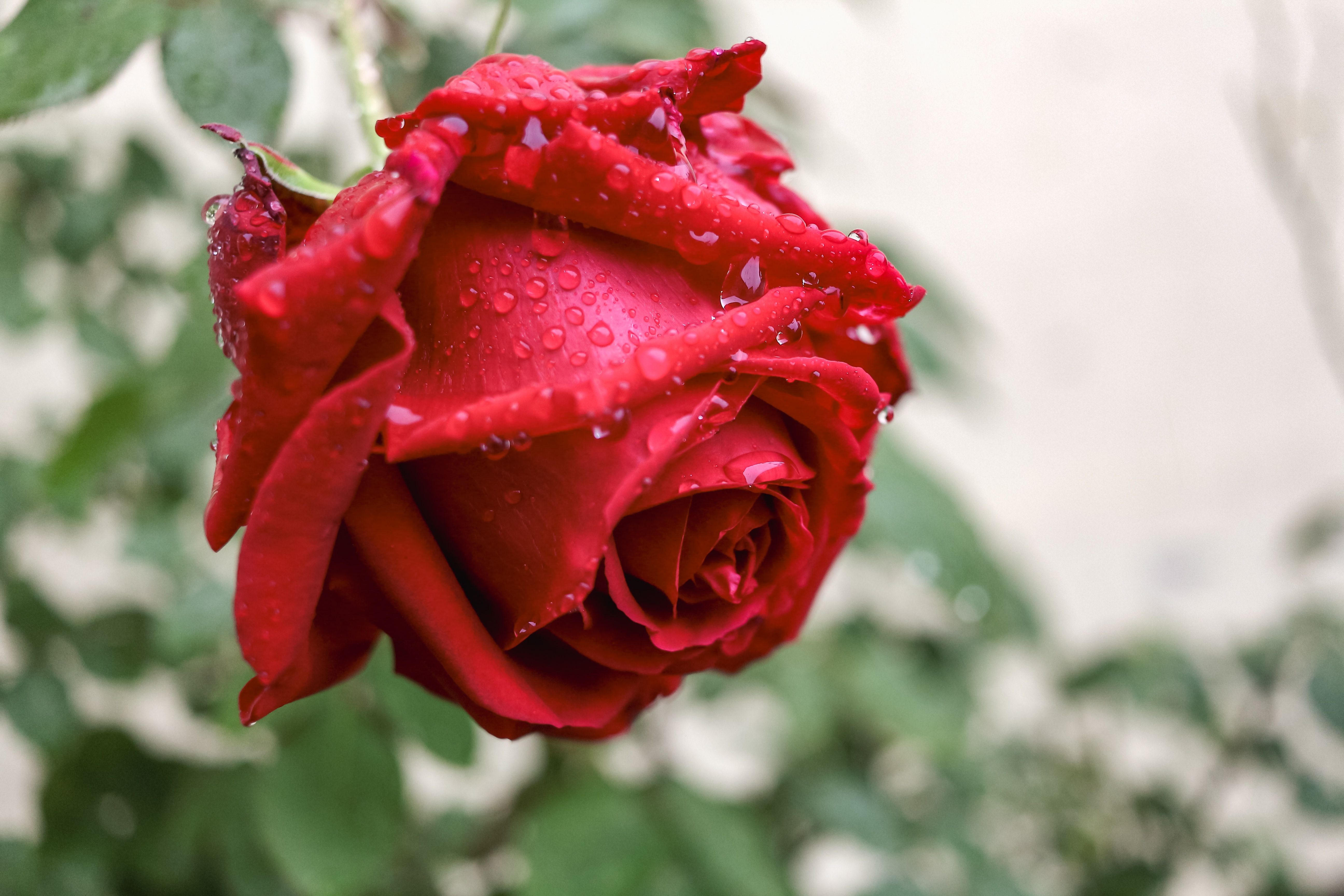 Close-up of Dew-Kissed Red Rose in Bloom · Free Stock Photo