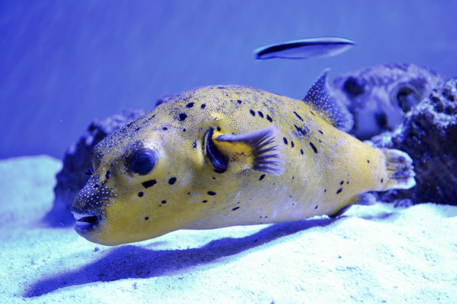 Puffer Fish Photos, Download The BEST Free Puffer Fish Stock Photos ...
