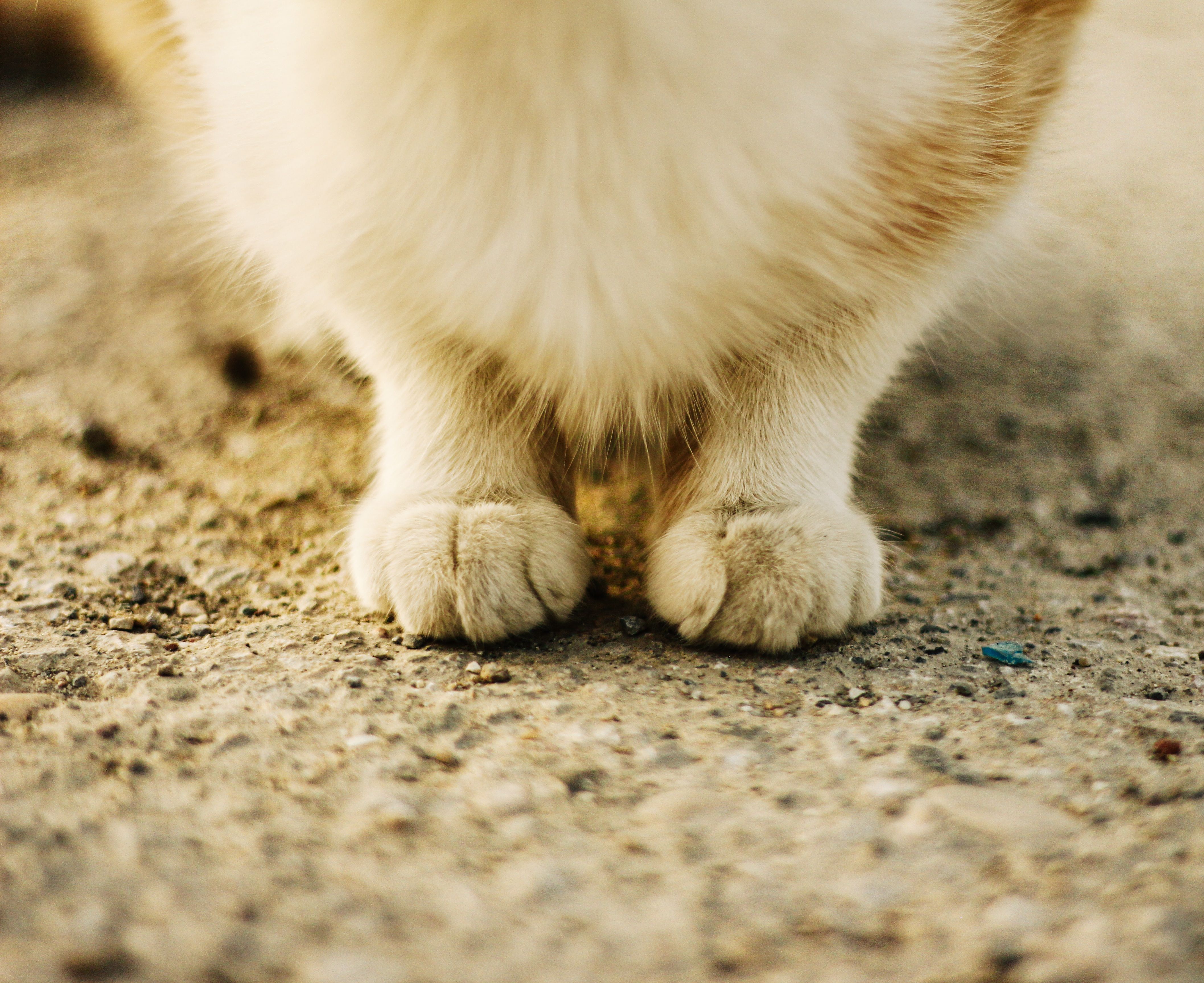 Cat Footprint Photos, Download The BEST Free Cat Footprint Stock Photos ...