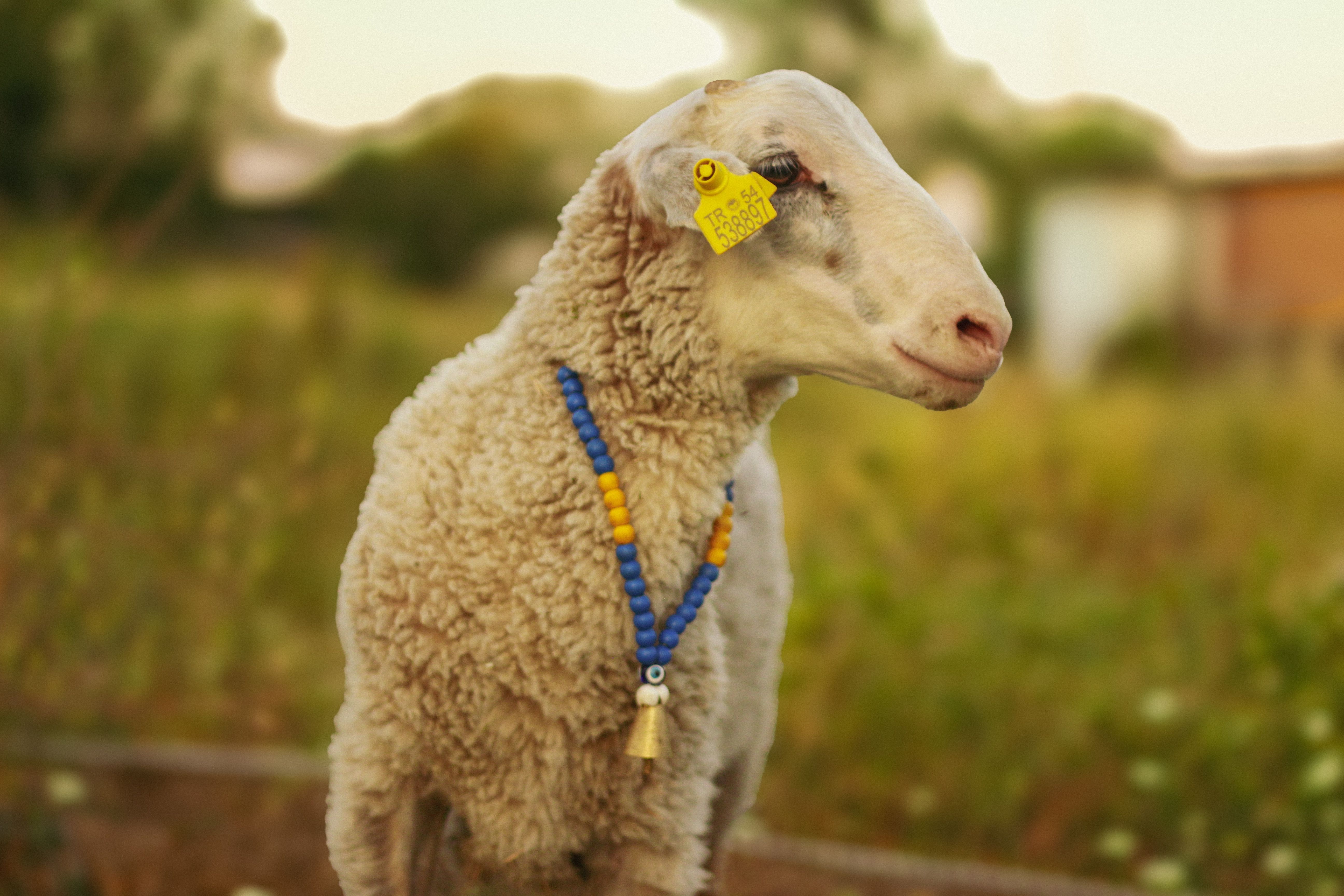 Oveja Curiosa Con Collar De Cuentas Al Aire Libre · Foto de stock gratuita