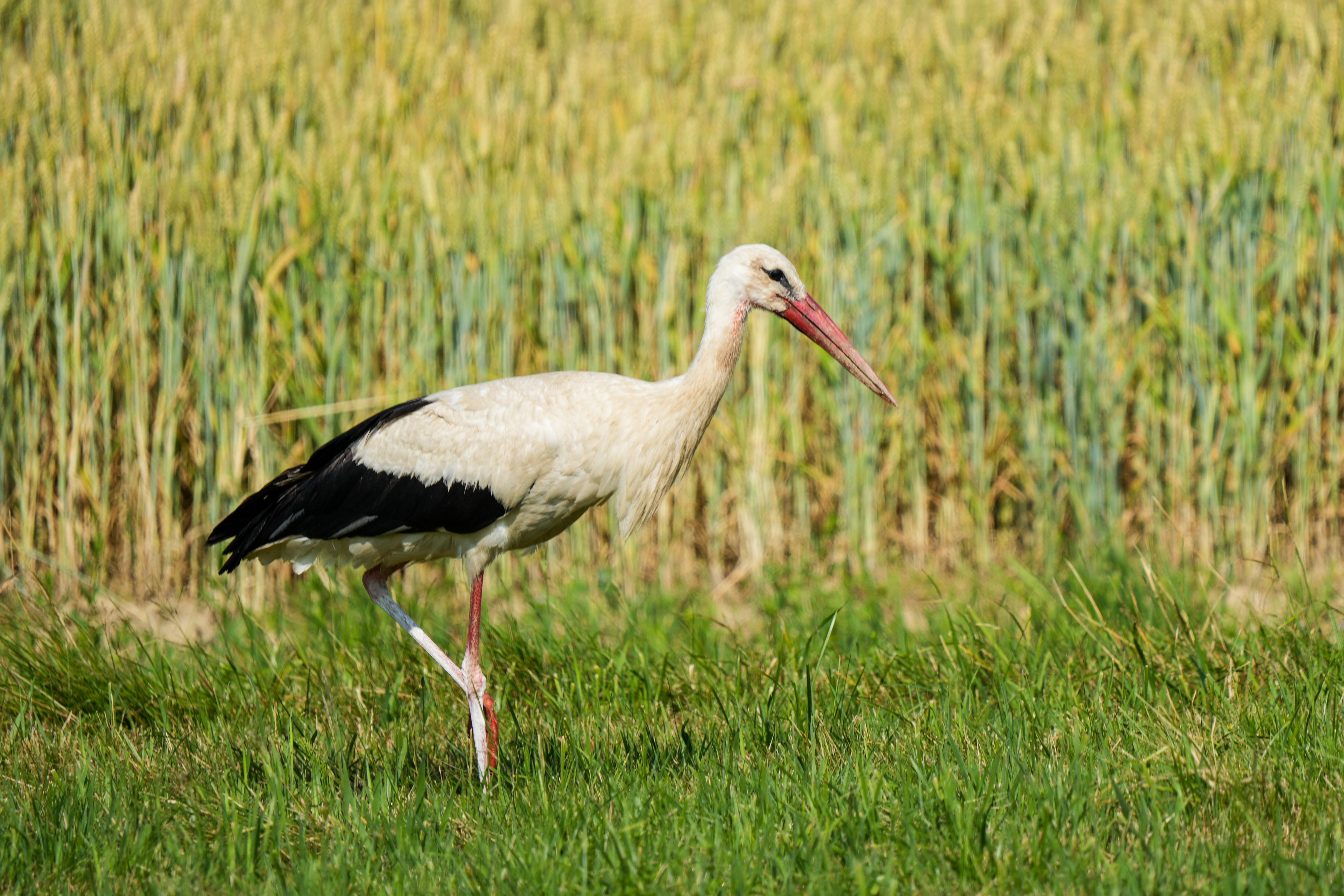White Stork in Field · Free Stock Photo