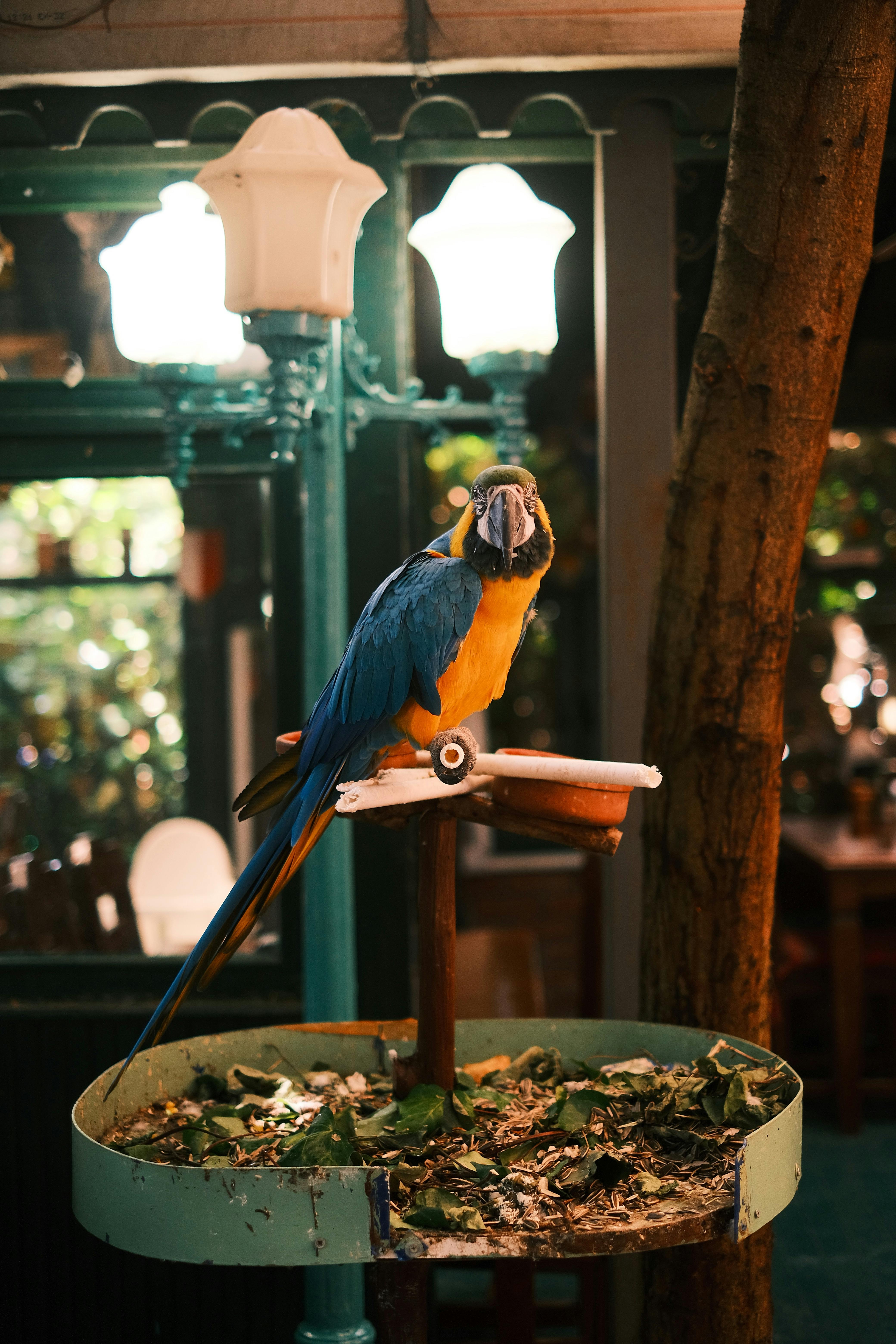 Bird Stand Photos, Download The BEST Free Bird Stand Stock Photos & HD ...