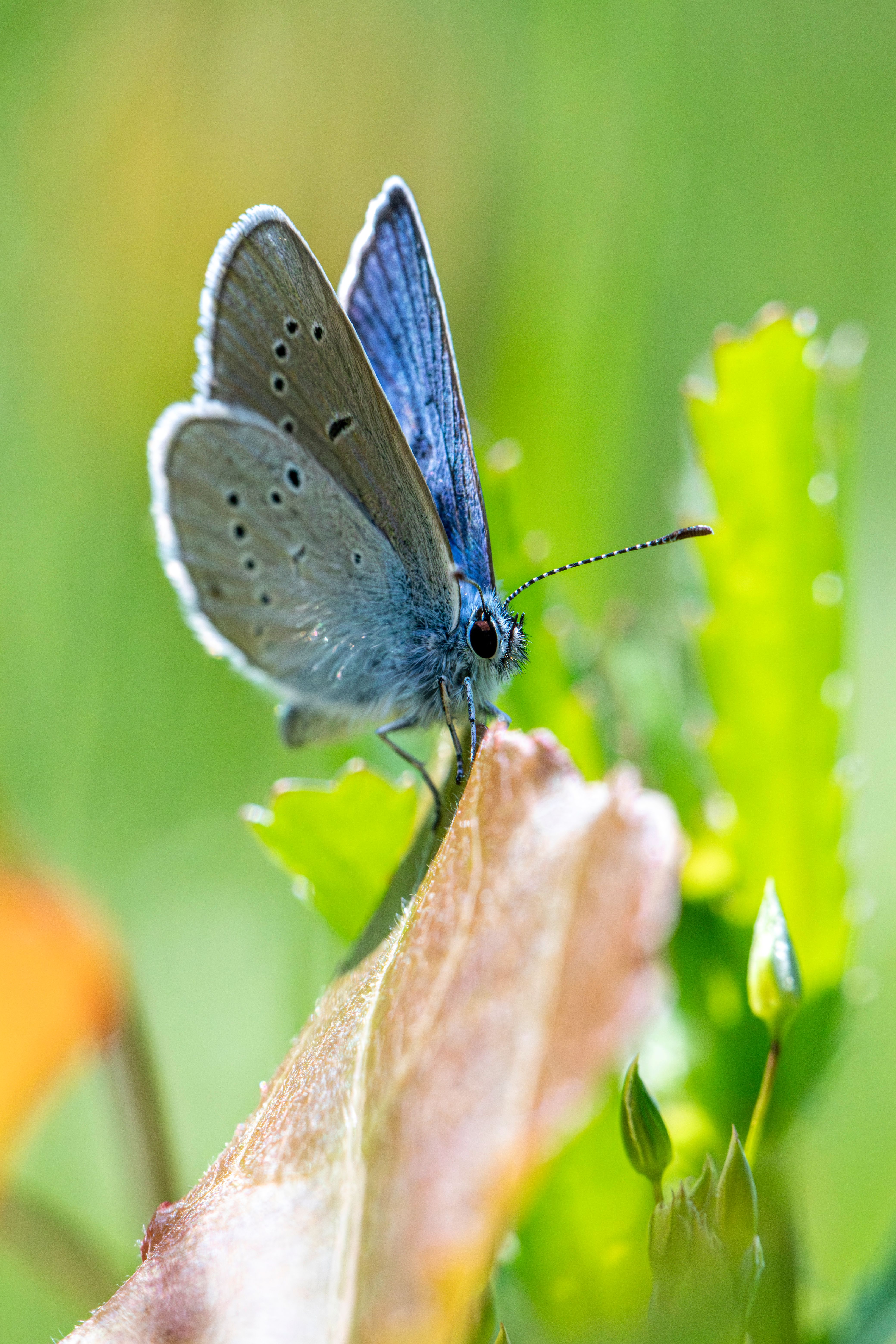Mazarine Blue Butterfly Photos, Download The BEST Free Mazarine Blue ...