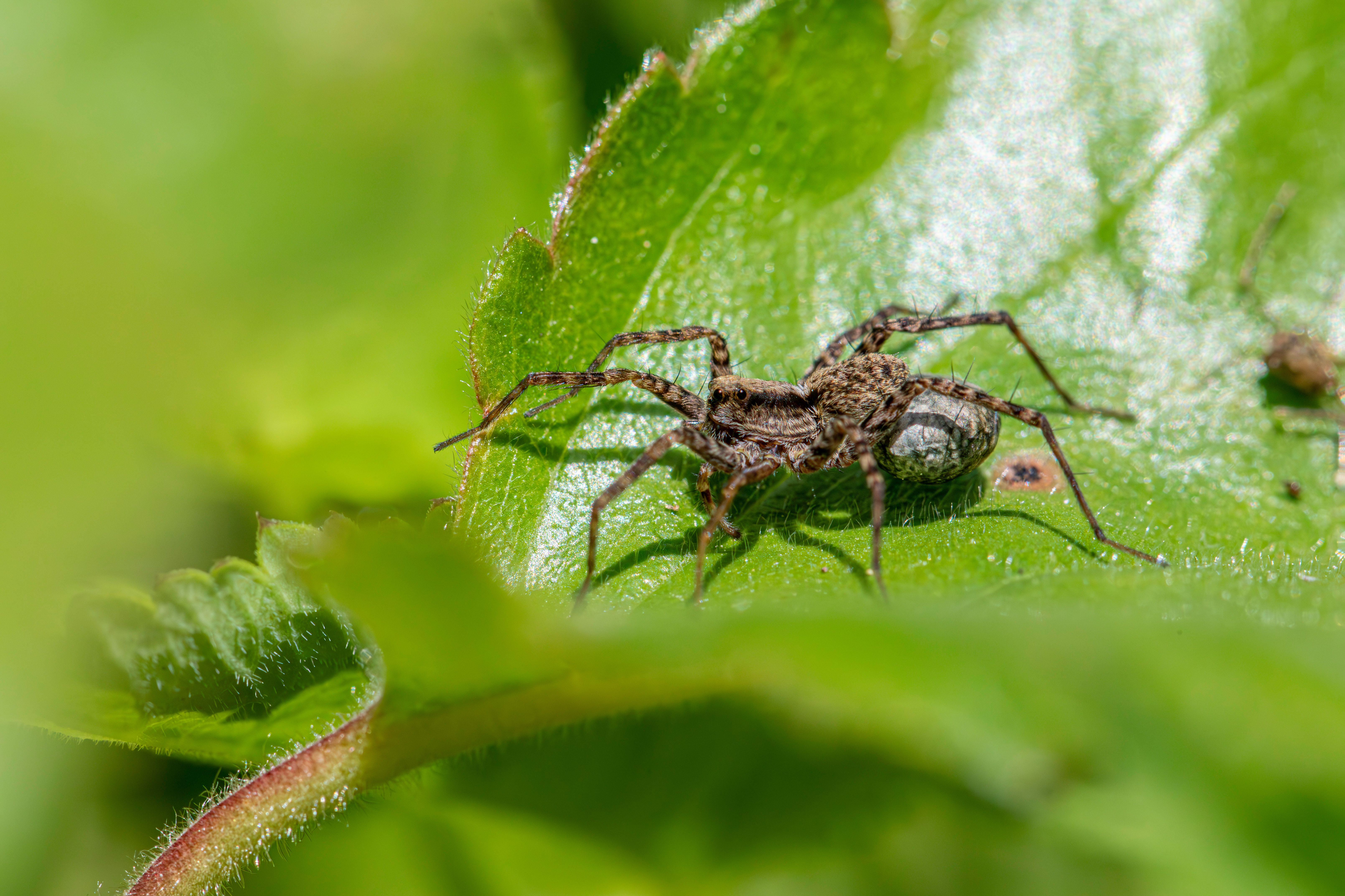 Close-up of a Spotted Wolf Spider on a Leaf · Free Stock Photo