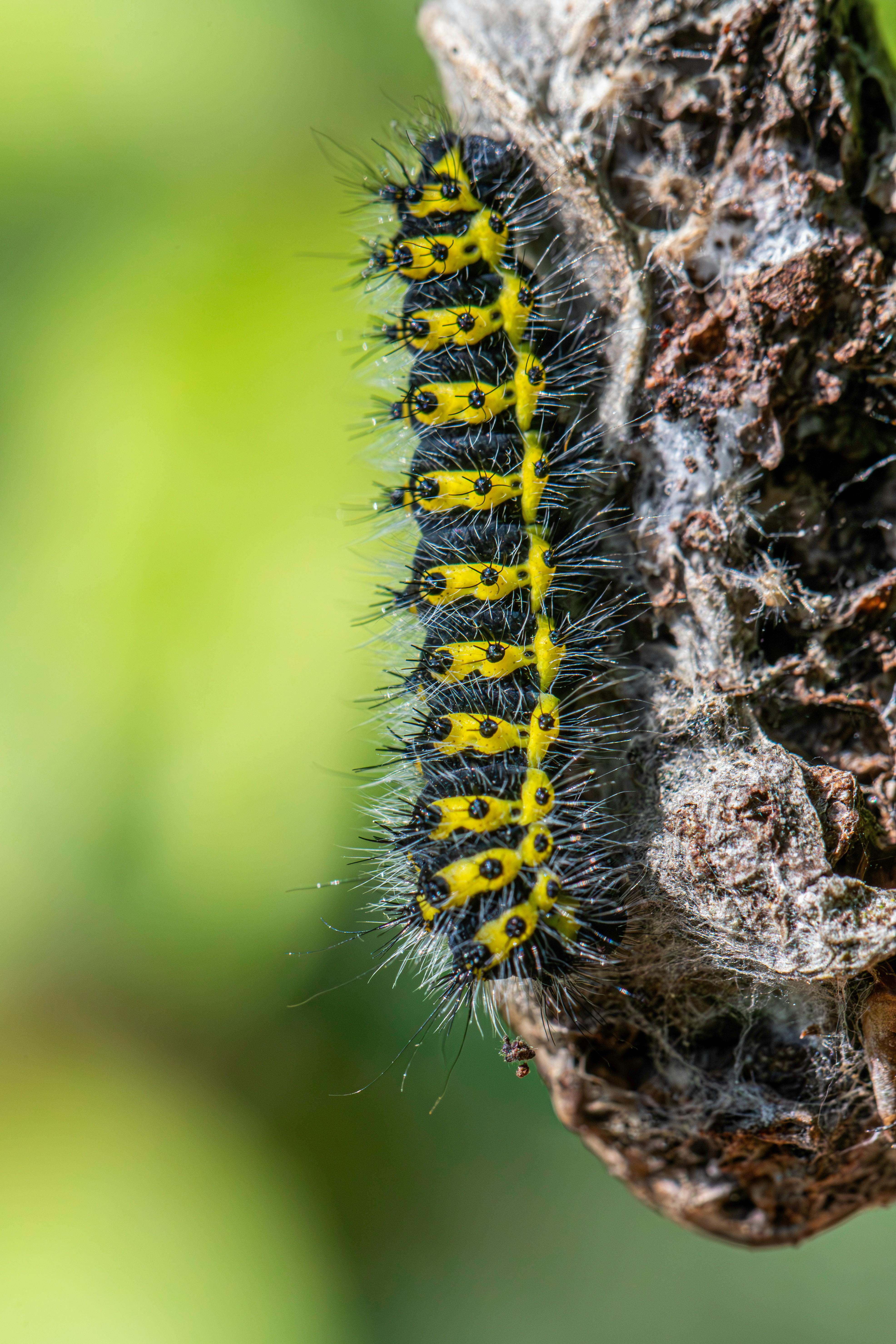 Butterfly Larva Forkid Photos, Download The BEST Free Butterfly Larva ...