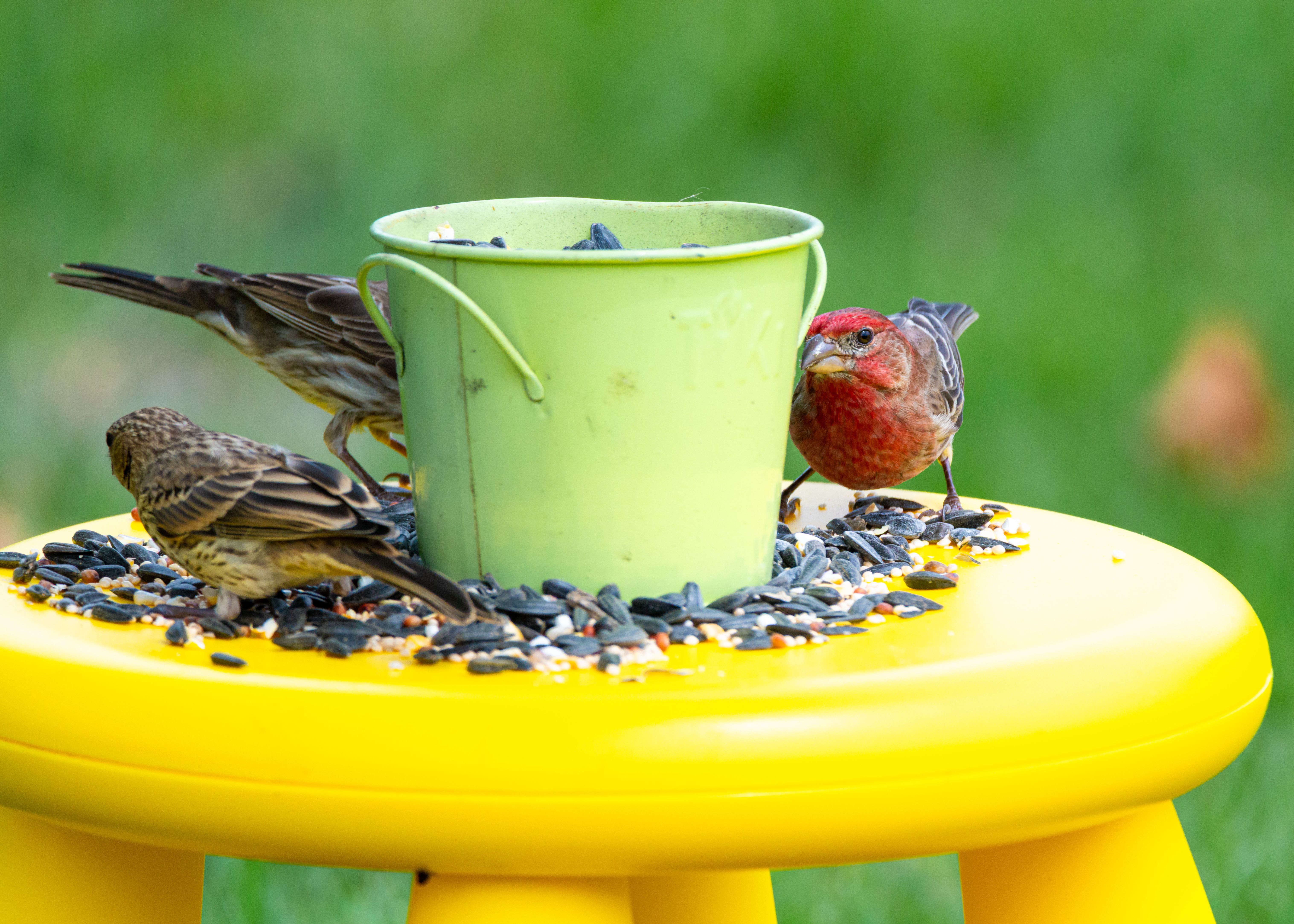 Colorful Finches Feeding on a Vibrant Platform · Free Stock Photo