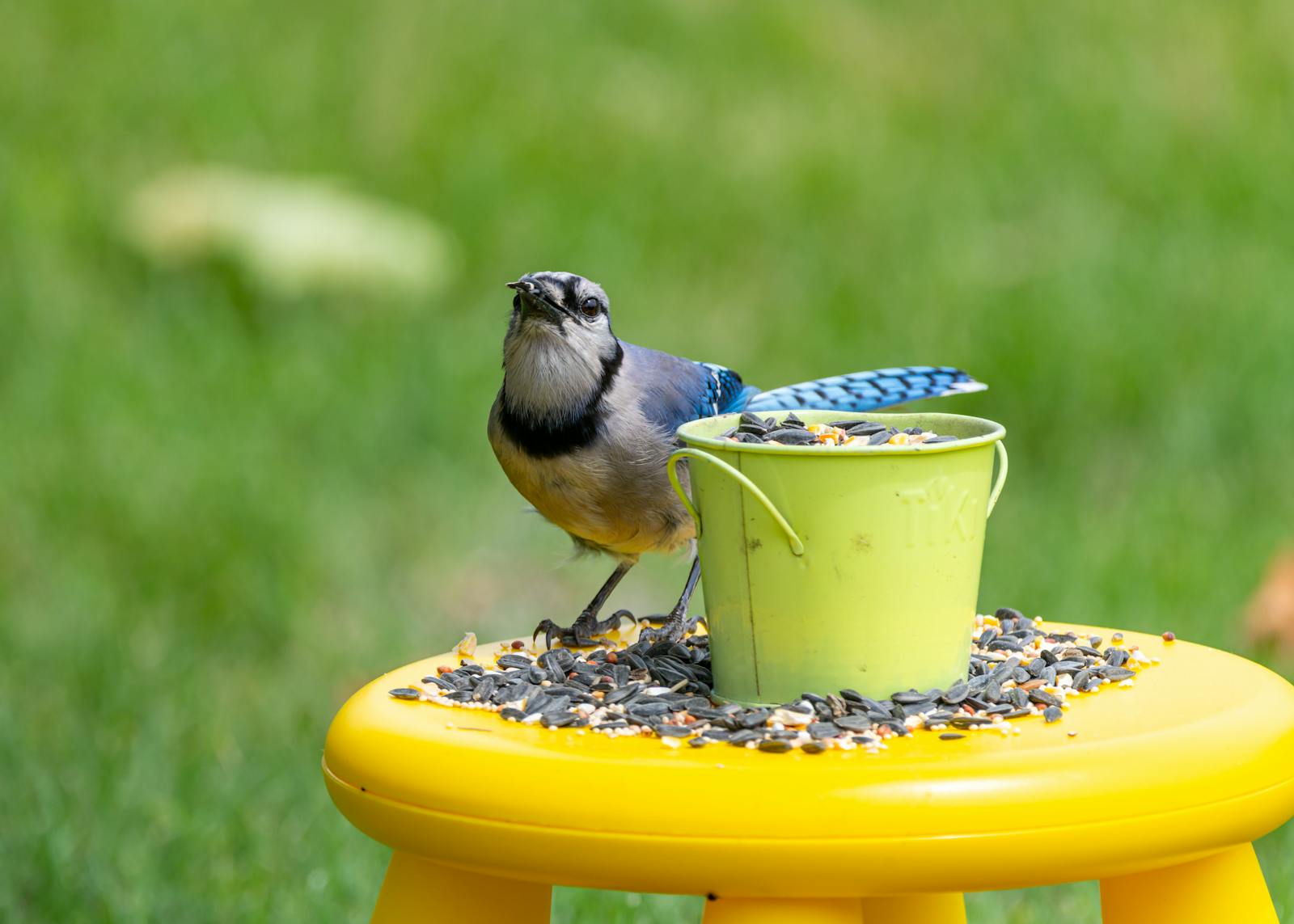 Wild Bird Photos, Download The BEST Free Wild Bird Stock Photos & HD Images