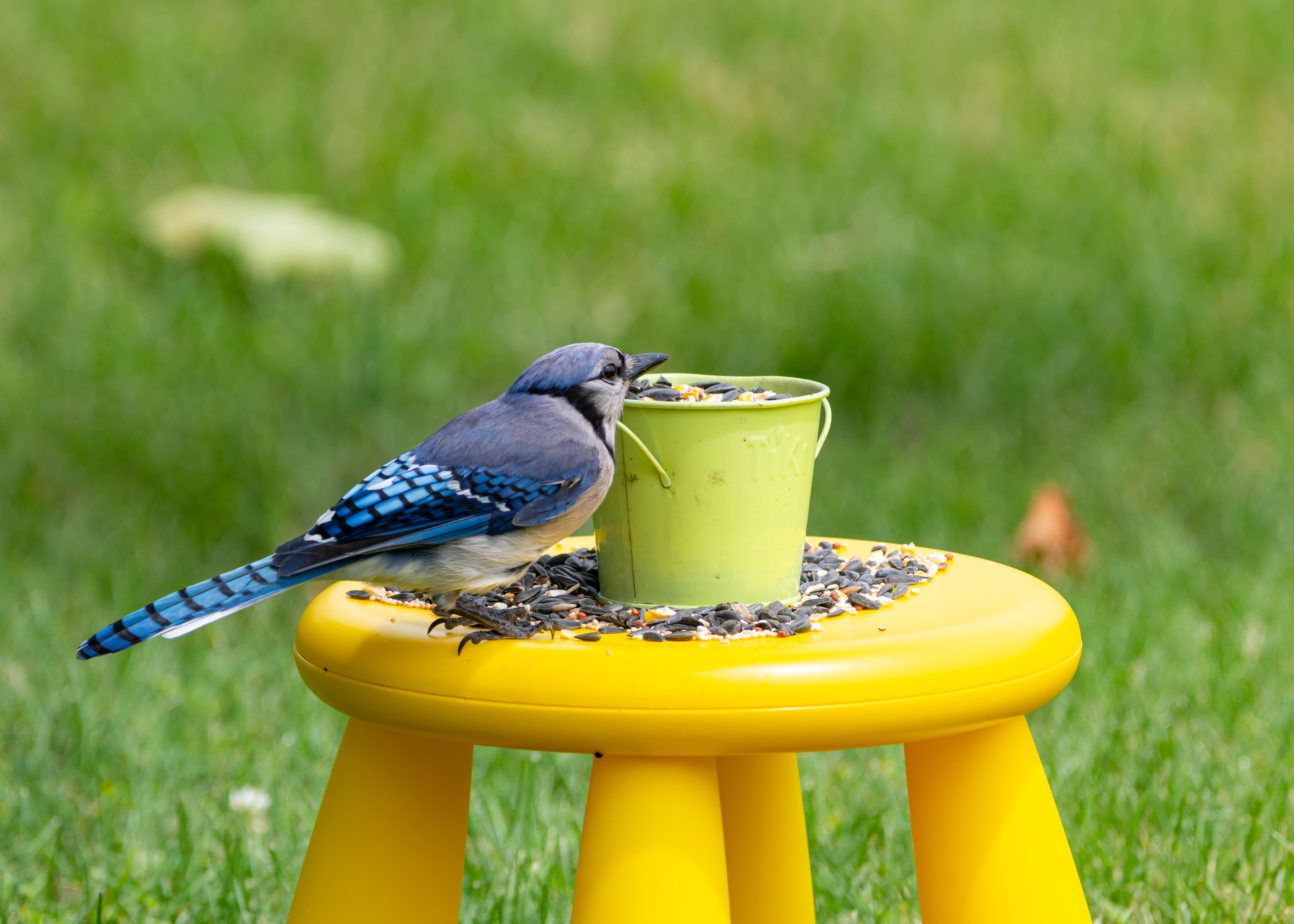 Blue Jay Feeding on Bird Seeds in Backyard · Free Stock Photo