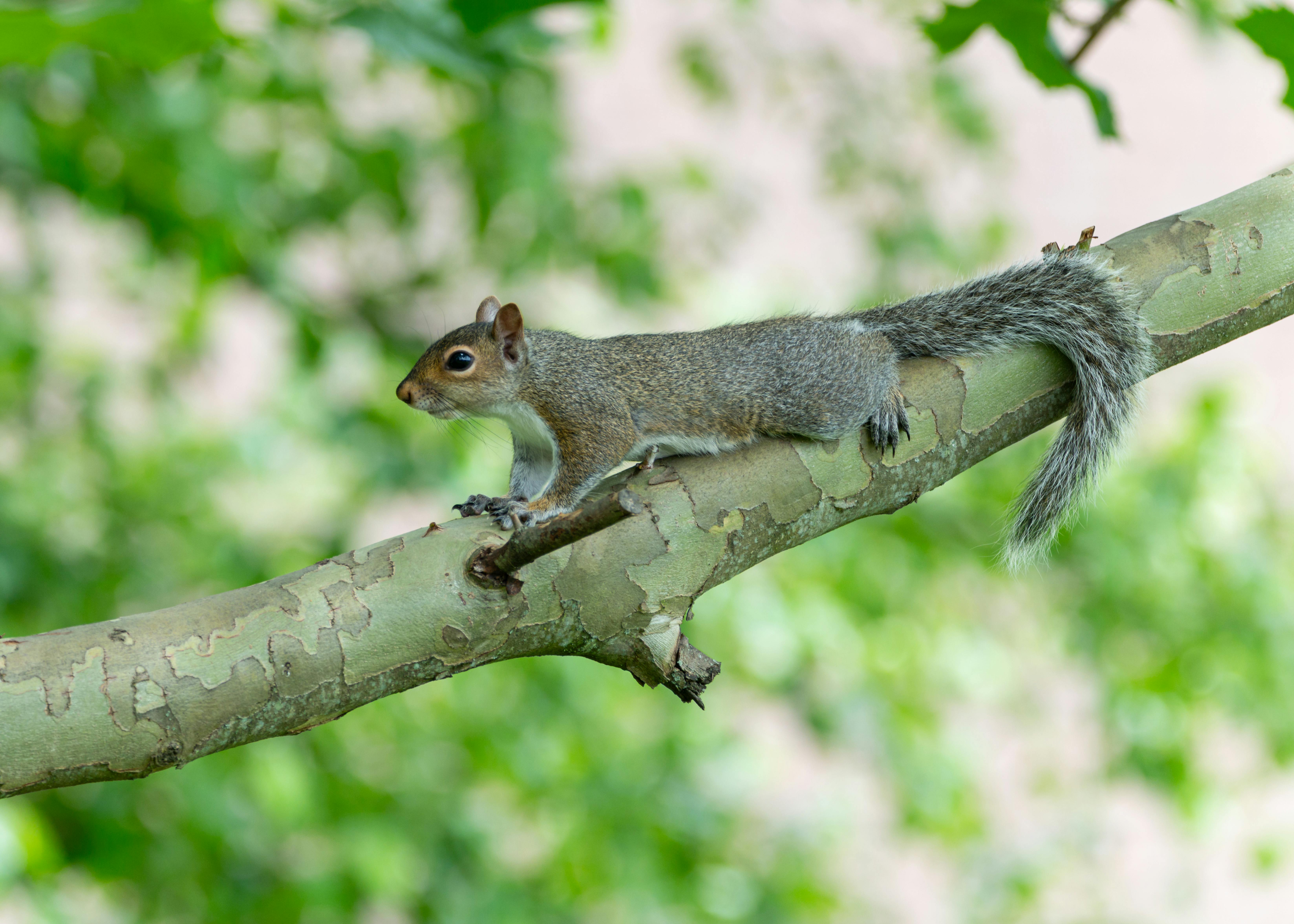 Gray Squirrel Relaxing on Tree Branch in Summer · Free Stock Photo