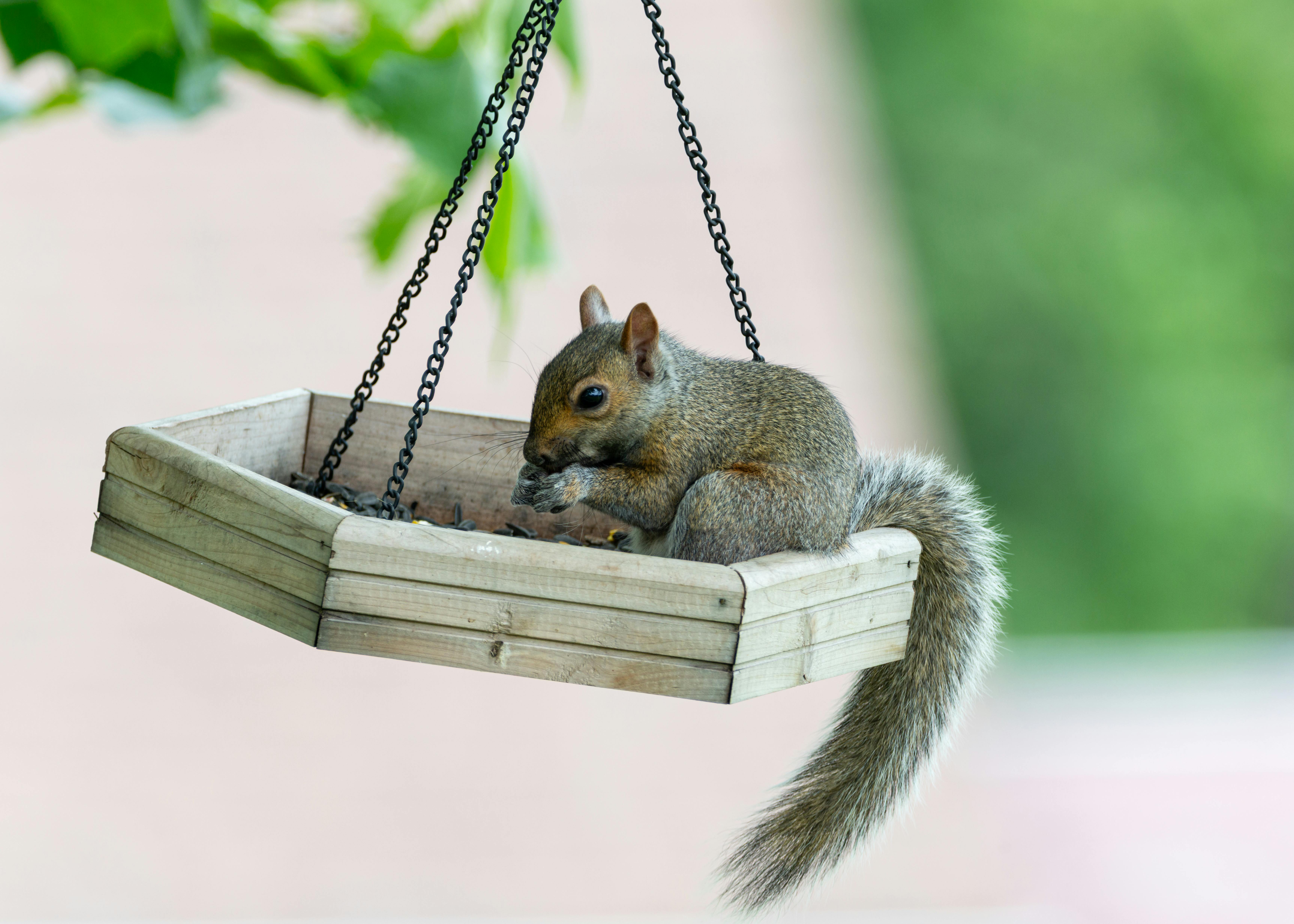 Tea Tree Seed Photos, Download The BEST Free Tea Tree Seed Stock Photos ...