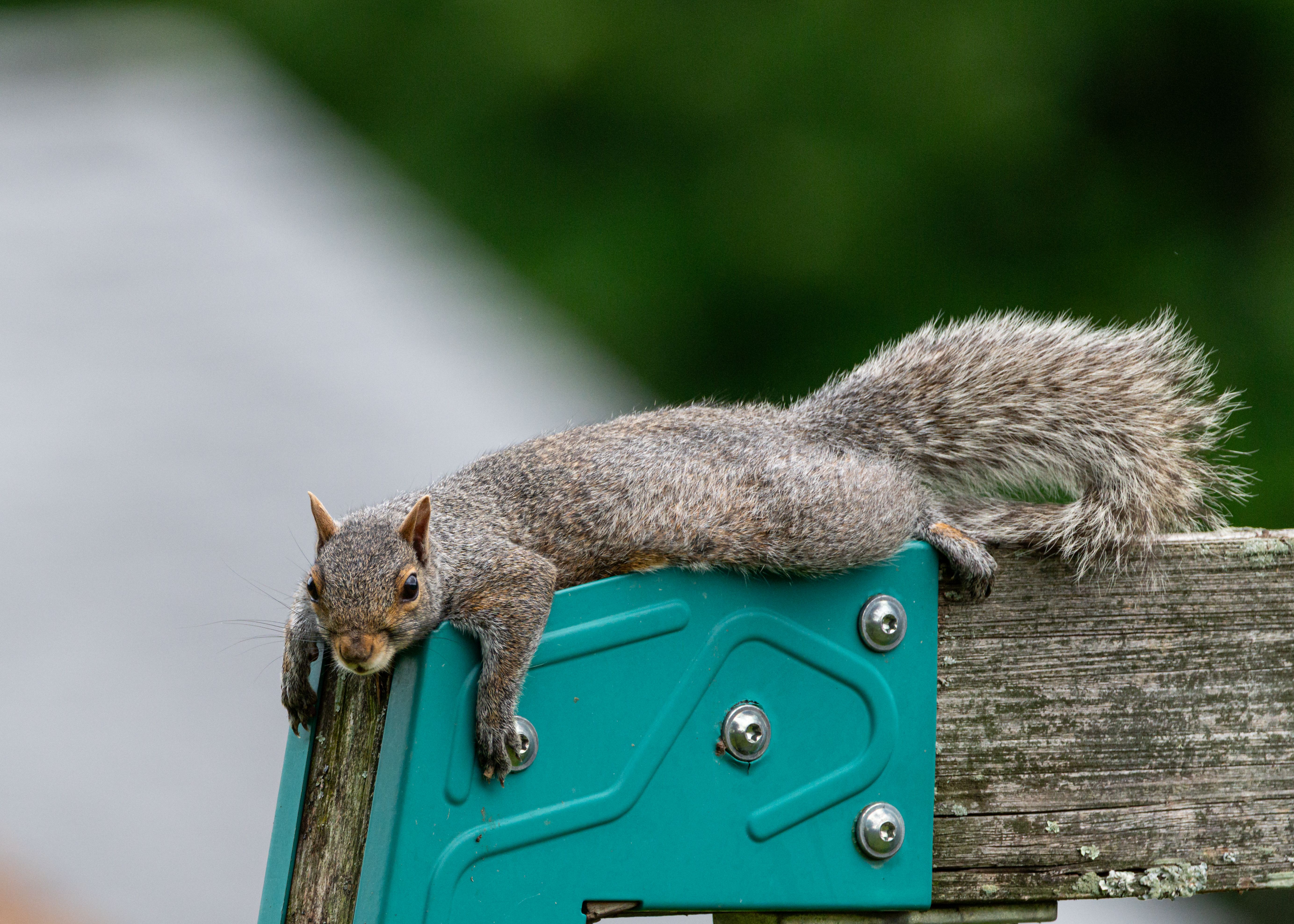 Relaxed Squirrel on Playground Structure · Free Stock Photo