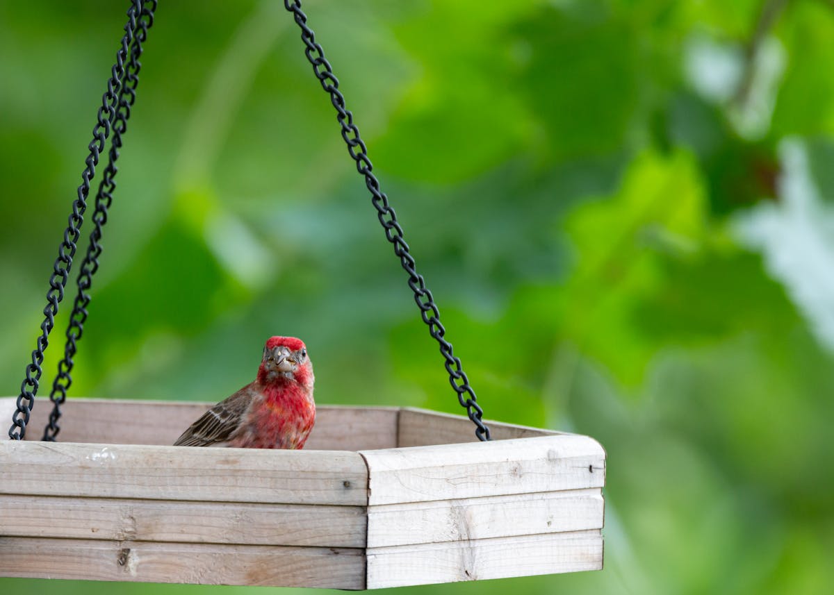 Wild Bird Photos, Download The BEST Free Wild Bird Stock Photos & HD Images