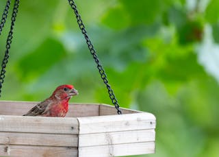 Finch Bird Identification: Guide to Species and Habitat
